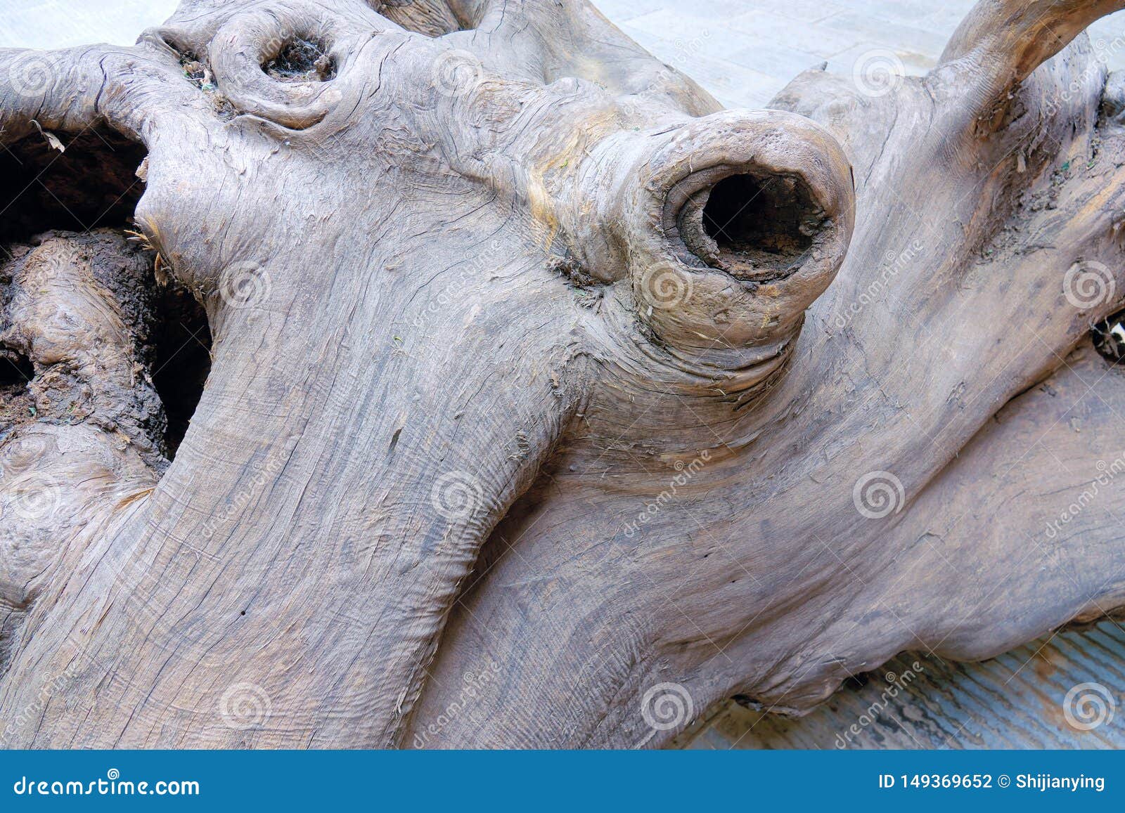 Old trunk stock photo. Image of chunkier, nature, tree - 149369652