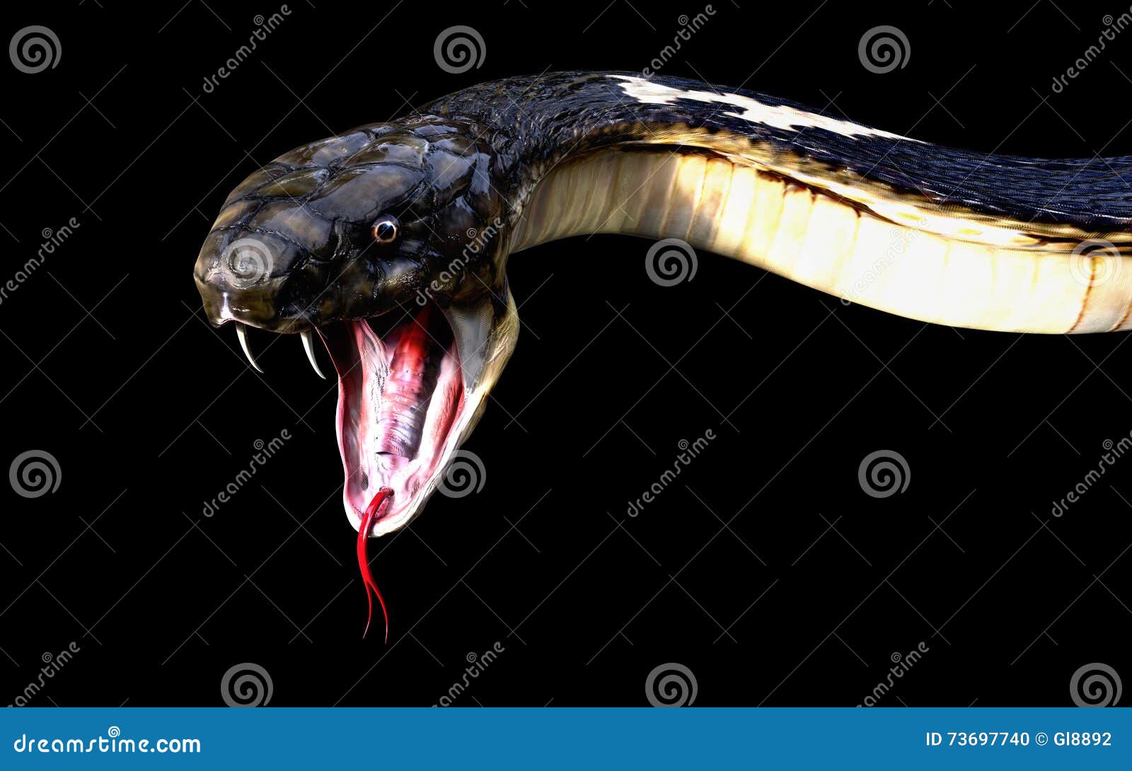 King Cobra Attack Anaconda