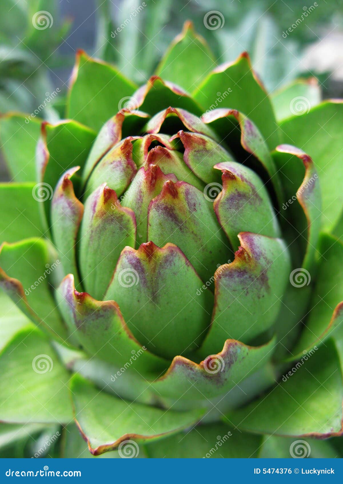 Close up da alcachofra foto de stock. Imagem de flor, jardinar - 5474376