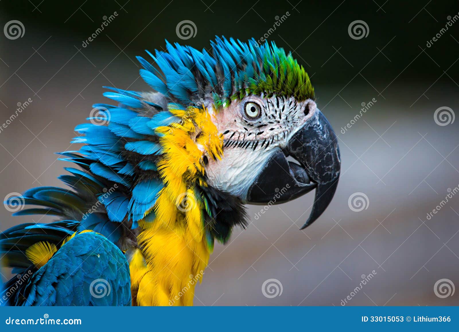 Close Up Da Arara Do Papagaio Imagem de Stock - Imagem de bico ...