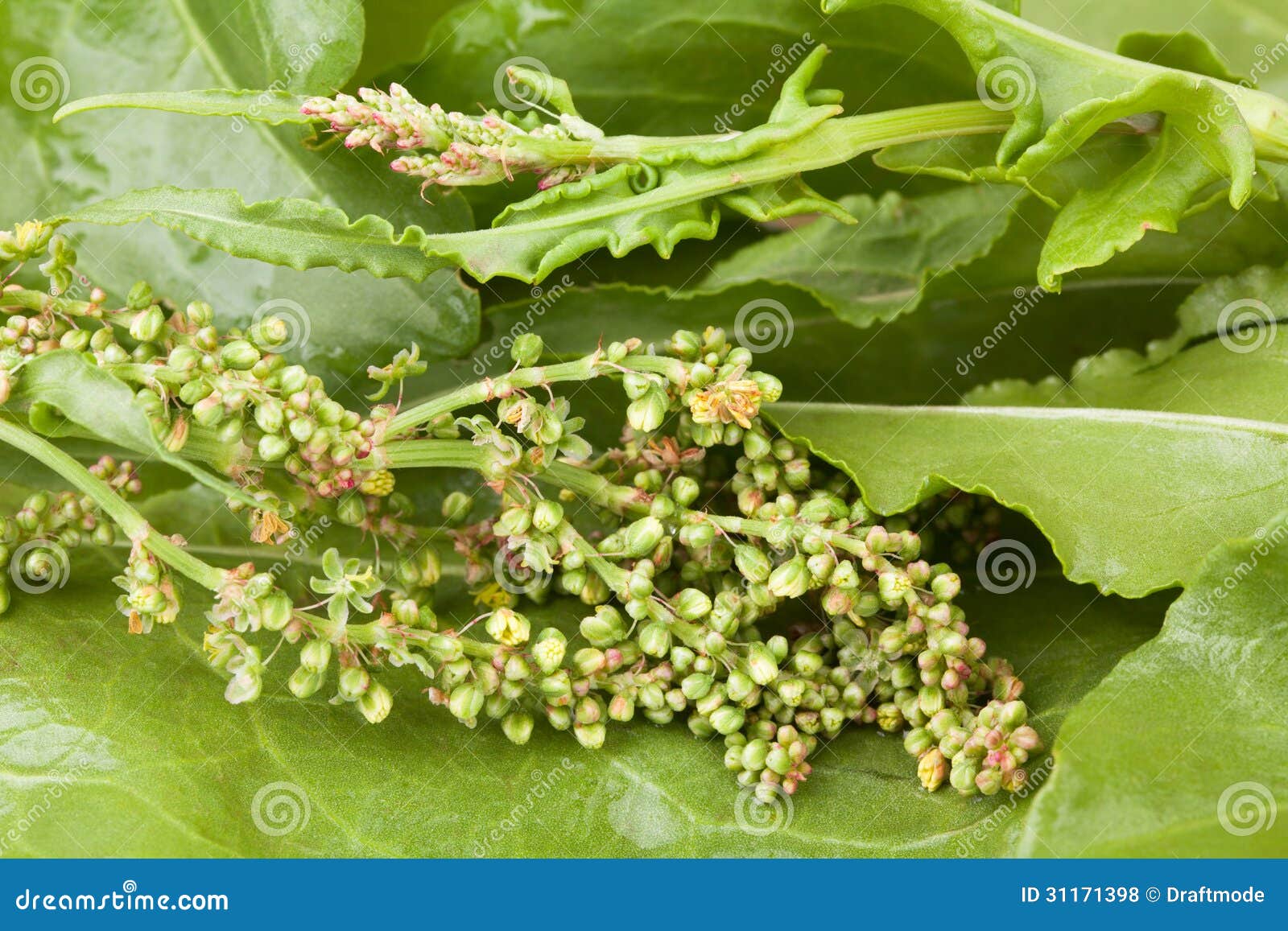 Close up da azeda foto de stock. Imagem de vegetal, alimento - 31171398