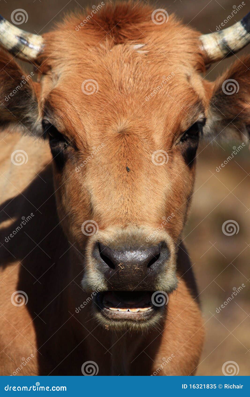 Close Up Da Cabeça Da Vaca Com a Boca Aberta Imagem de Stock - Imagem ...