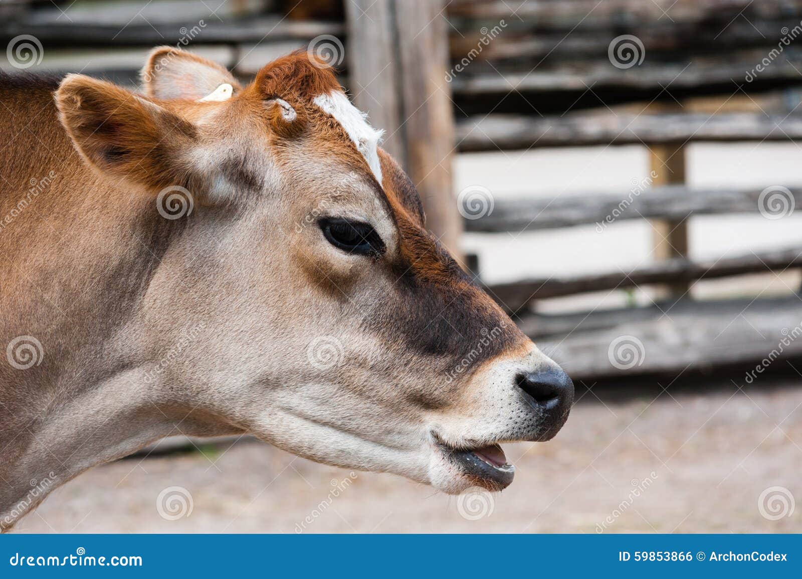 Close-up Da Cabeça Da Vaca Do Jérsei Com a Boca Aberta Foto de Stock ...