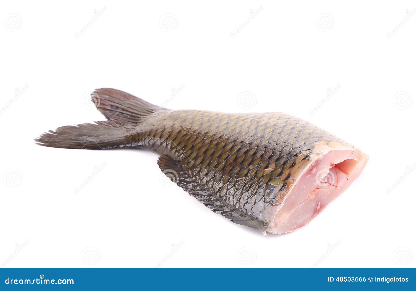 Close Up Da Cauda Dos Peixes Da Carpa Foto de Stock - Imagem de ...