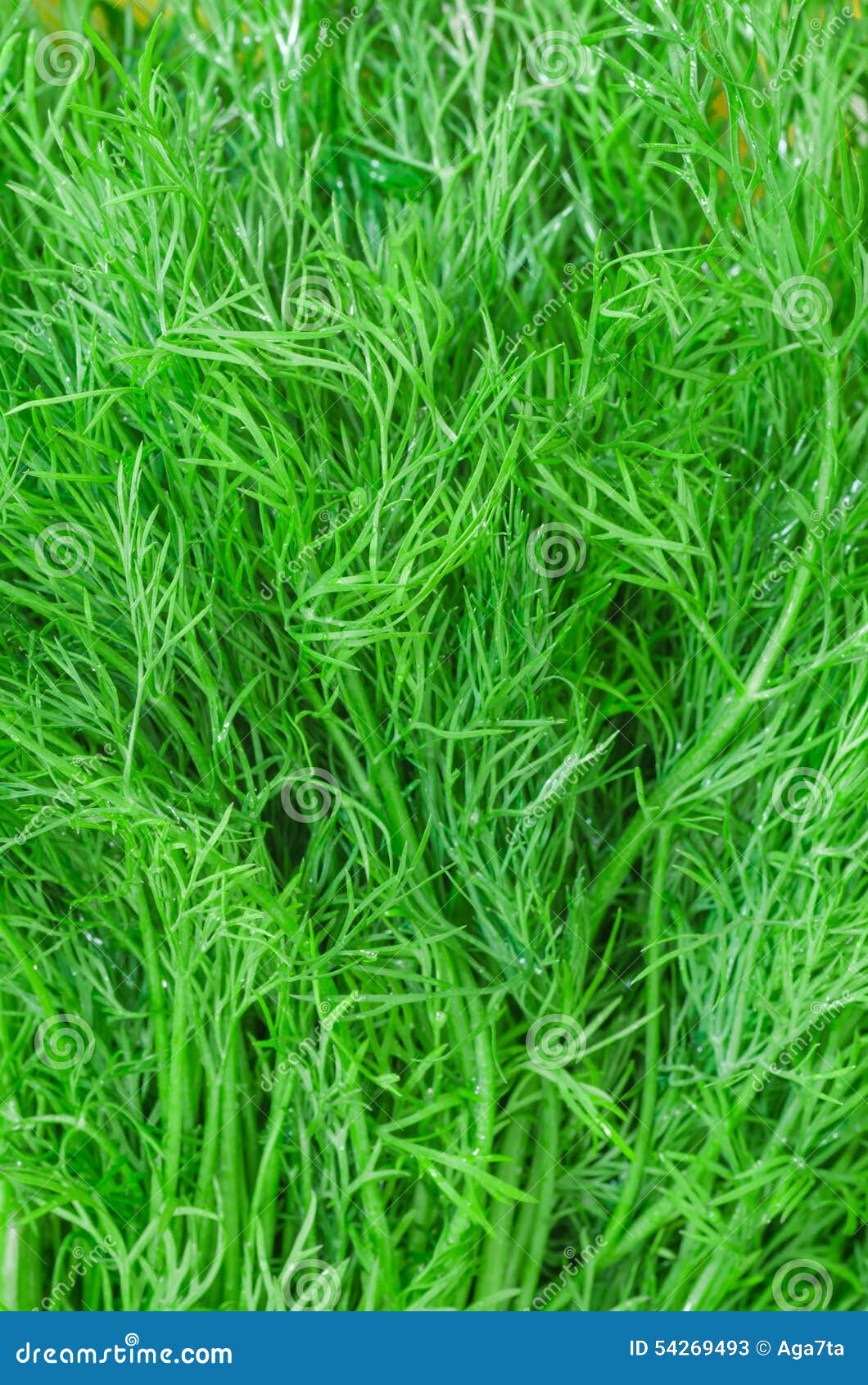 Close up da erva do aneto imagem de stock. Imagem de vegetal - 54269493