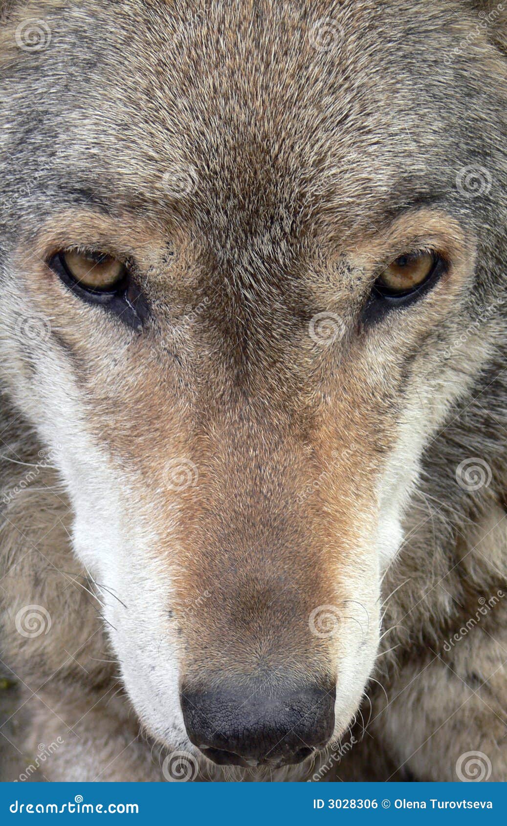 Close-up da face do lobo foto de stock. Imagem de macro - 3028306