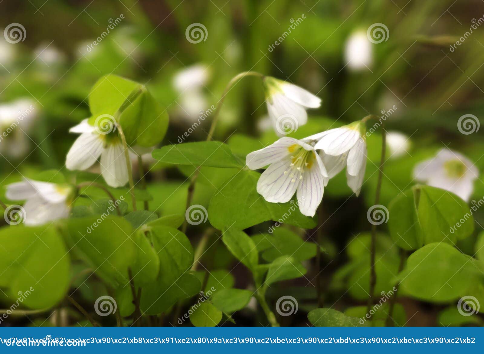 Close Up Da Flor Da Azeda De Madeira Imagem de Stock - Imagem de beleza ...