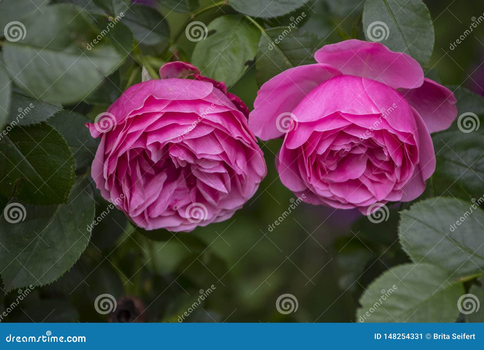 Close Up Da Flor De Rosa Profundidade De Campo Rasa Flor Da Mola Da ...