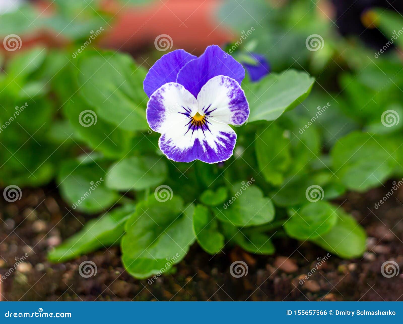 Close Up Da Flor Do Amor Perfeito Da Viola No Jardim Foto de Stock ...