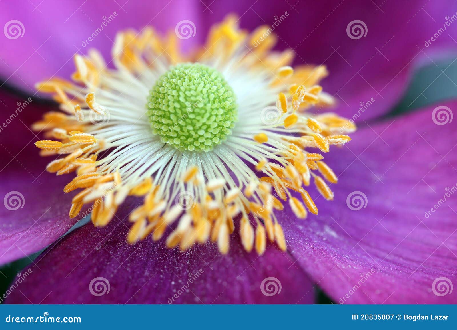 Close Up Da Flor Do Hupehensis Do Anemone Imagem de Stock - Imagem de ...
