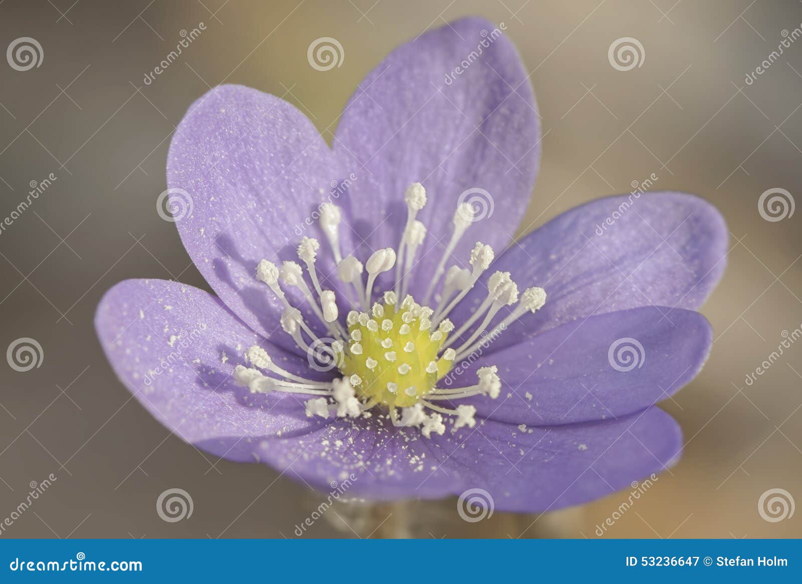 Close Up Da Flor Dos Nobelis De Violet Hepatica Imagem de Stock ...