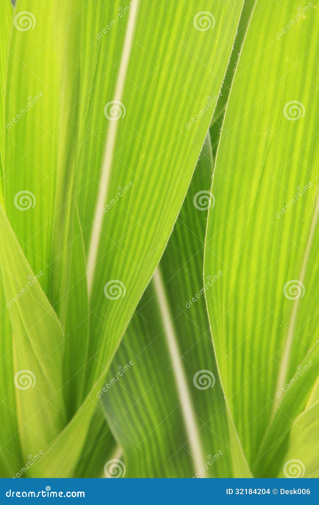 Close-up da folha do milho foto de stock. Imagem de lâmina - 32184204