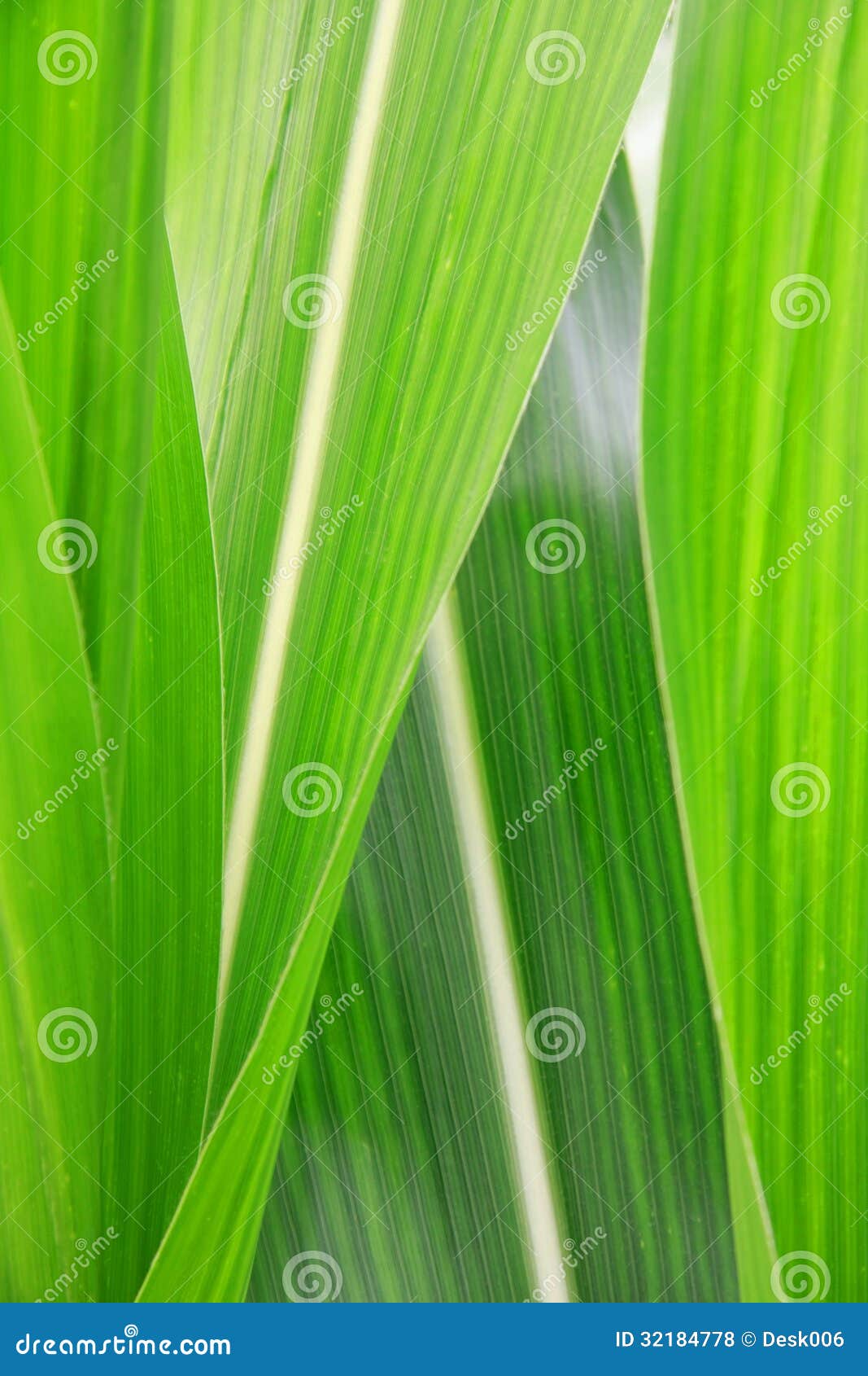 Close-up da folha do milho foto de stock. Imagem de folha - 32184778