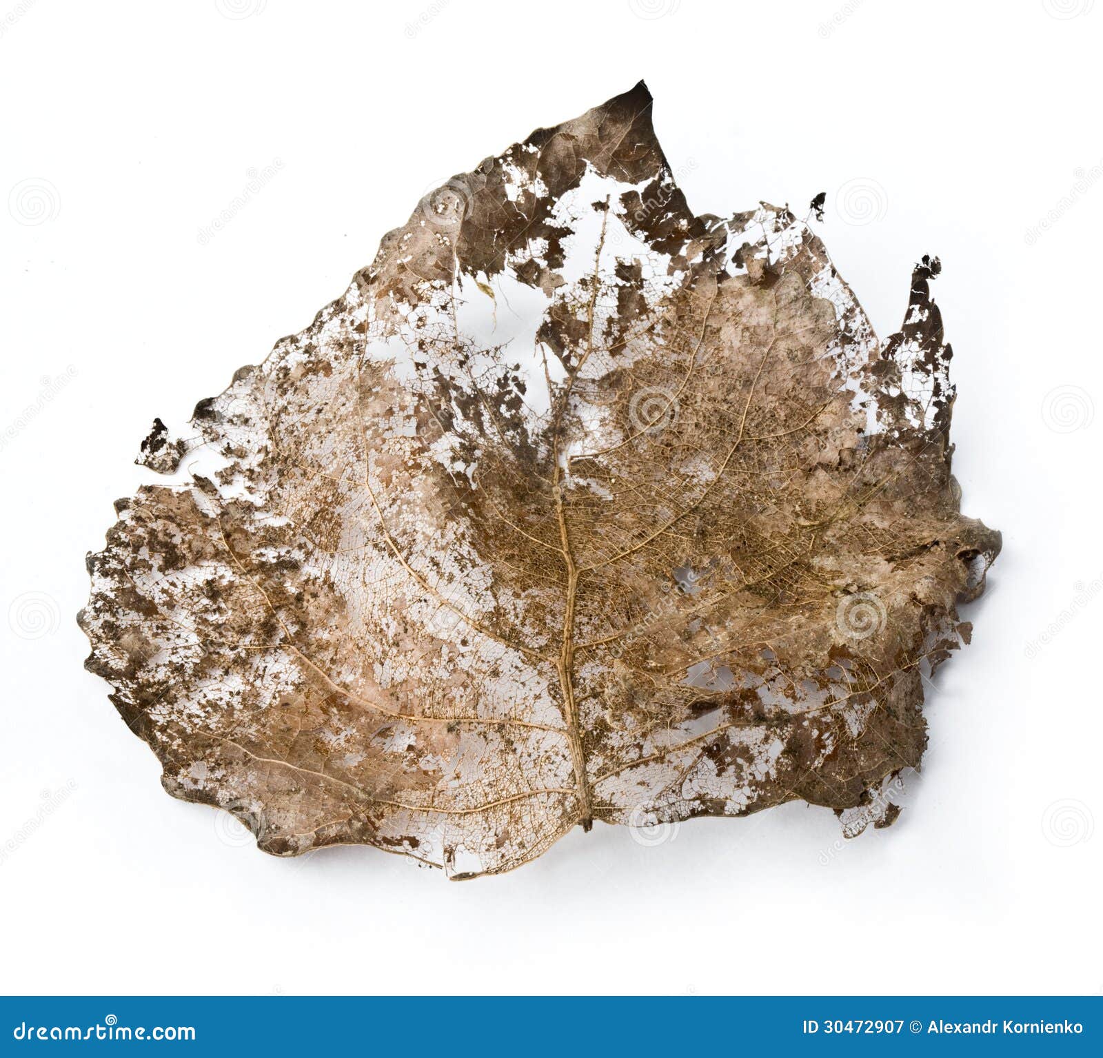 Close-up da folha seca imagem de stock. Imagem de marrom - 30472907