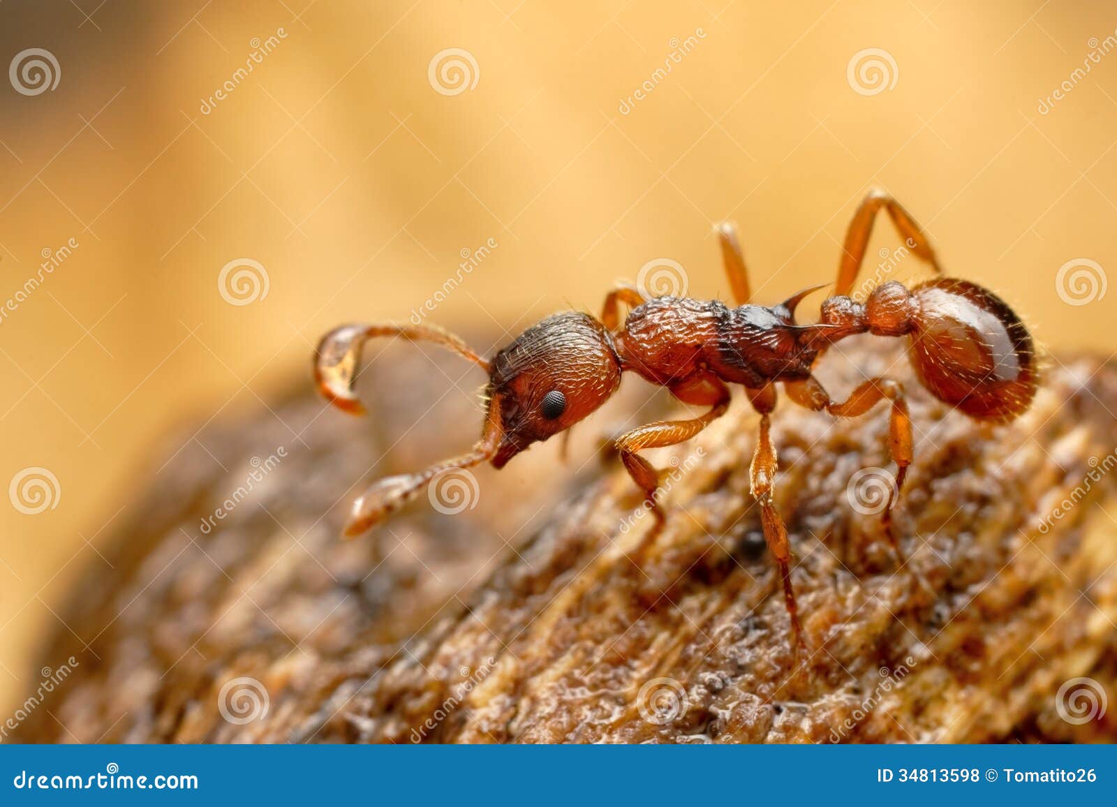 Close Up Da Formiga Do Myrmica Foto de Stock - Imagem de entomologia ...