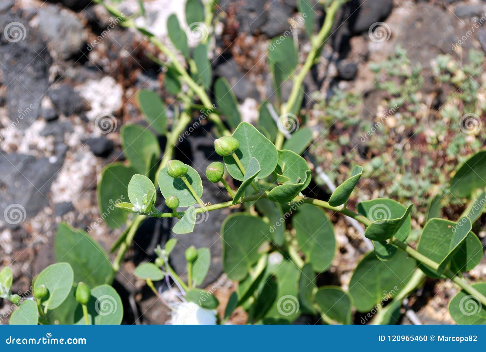 Close-up Da Planta Da Alcaparra Foto de Stock - Imagem de mediterrâneo ...