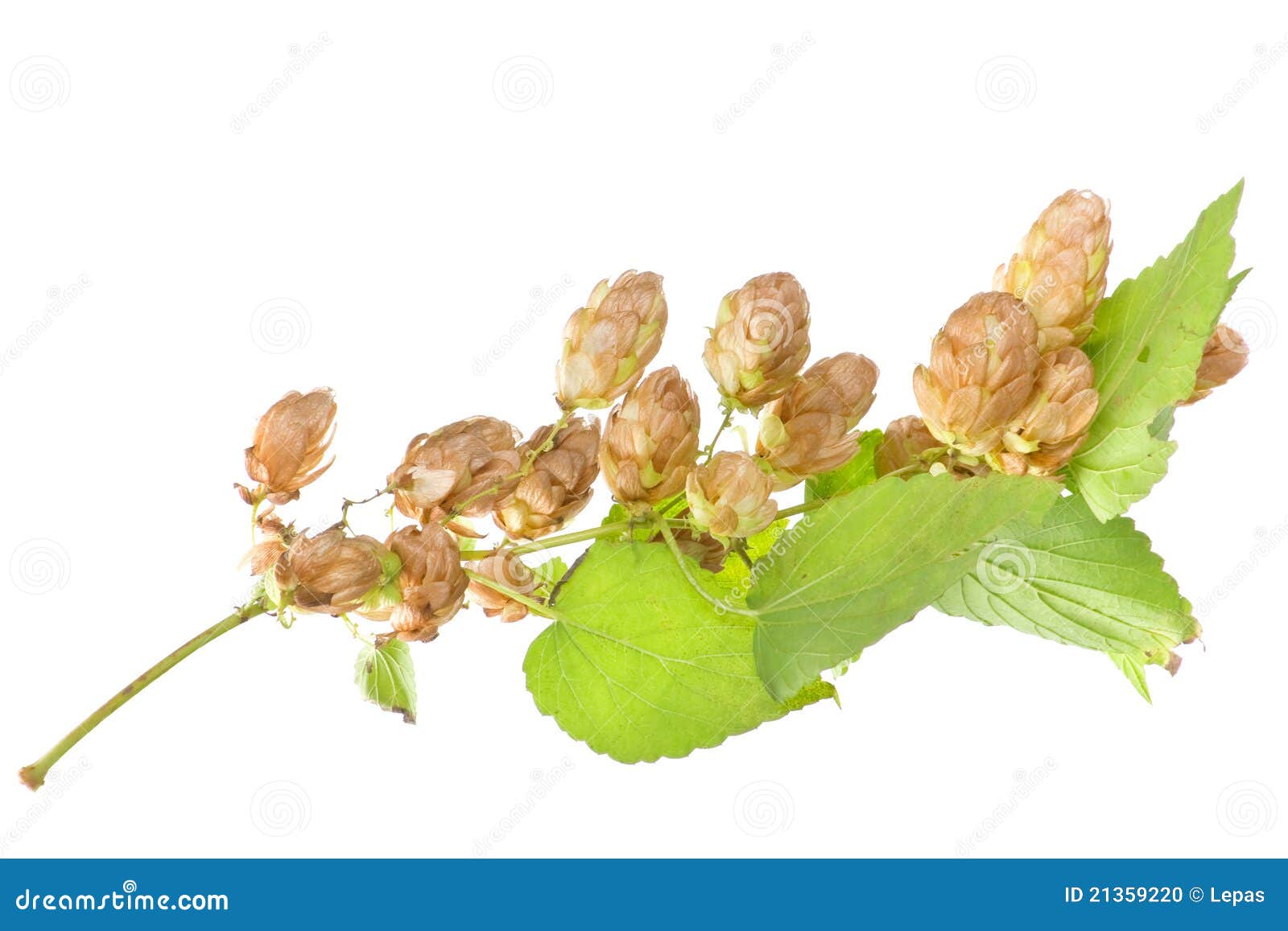 Close Up Da Planta Do Lúpulo Foto de Stock - Imagem de salto, imagem ...