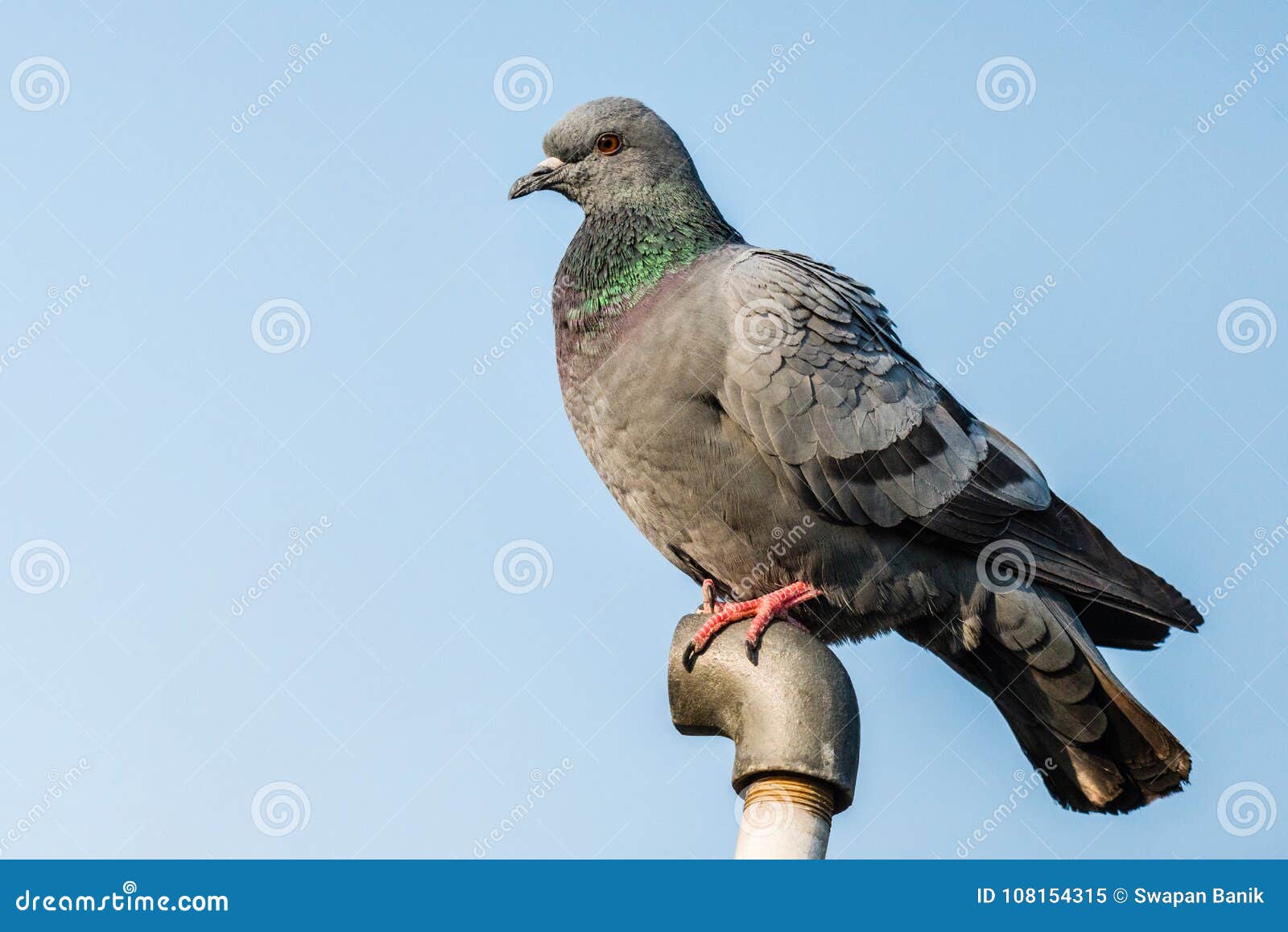 Close Up Da Pomba Ou Do Pombo Da Rocha Imagem de Stock - Imagem de ...