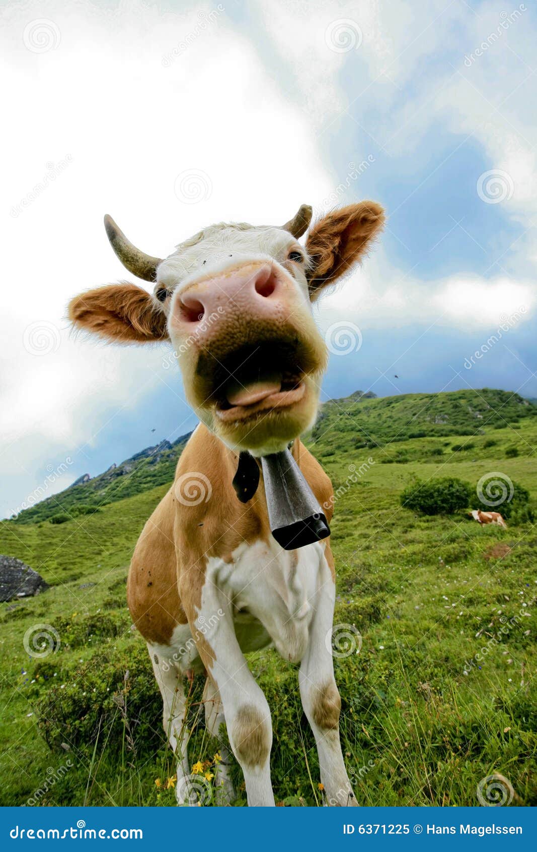 Close up da vaca com sino imagem de stock. Imagem de verde - 6371225