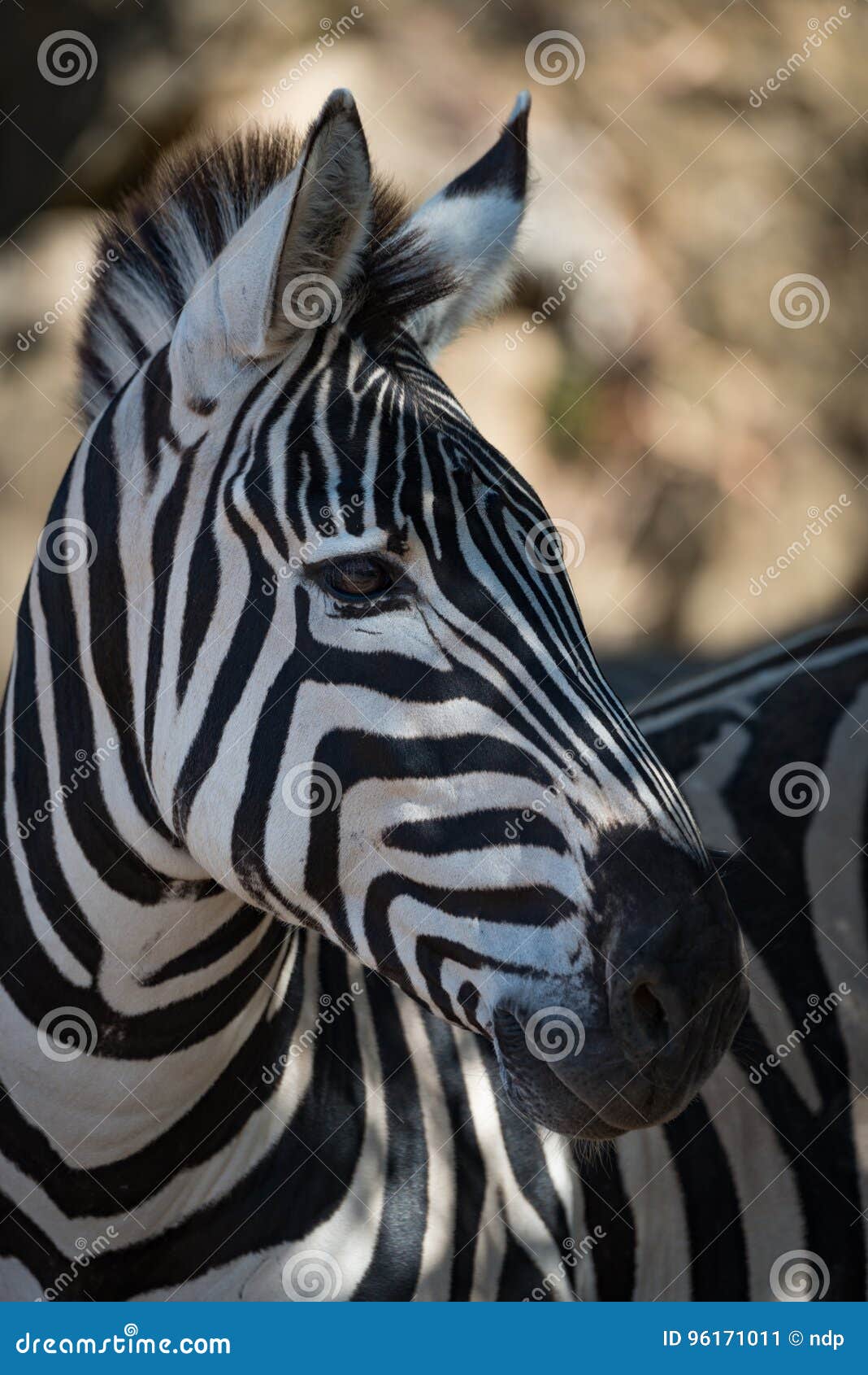 Close-up Da Zebra De Grevy Na Luz Do Sol Dappled Imagem de Stock ...