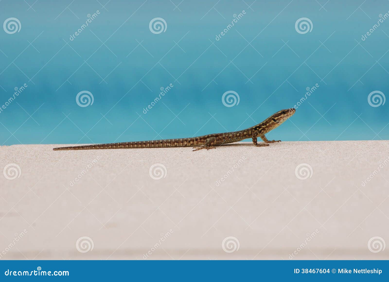 Lizard Basking in the Sun by a Swimming Pool in Fr Stock Photo - Image ...
