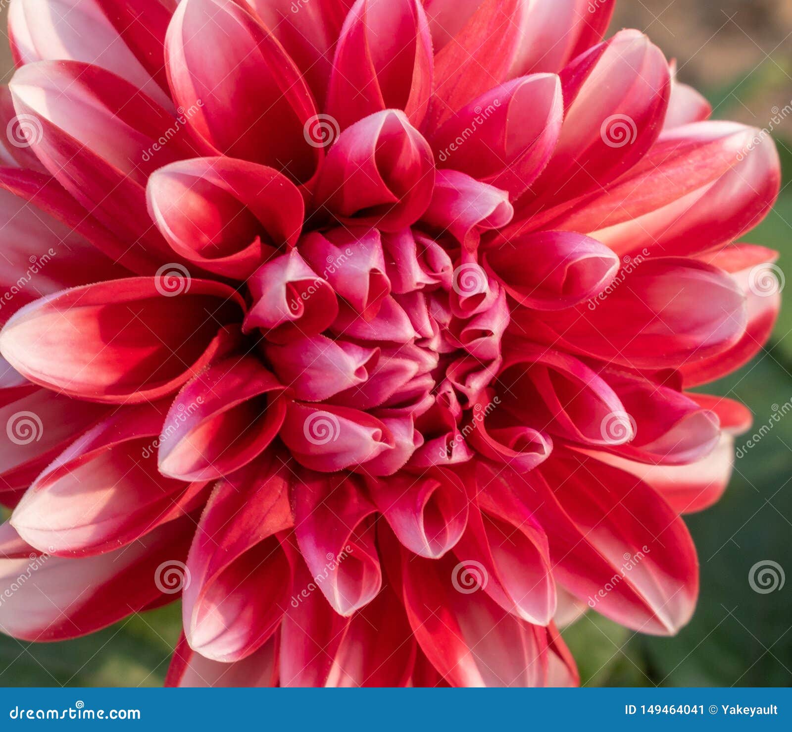 Close Up of Dahlia `Dalaya Red + White` Stock Image - Image of white ...