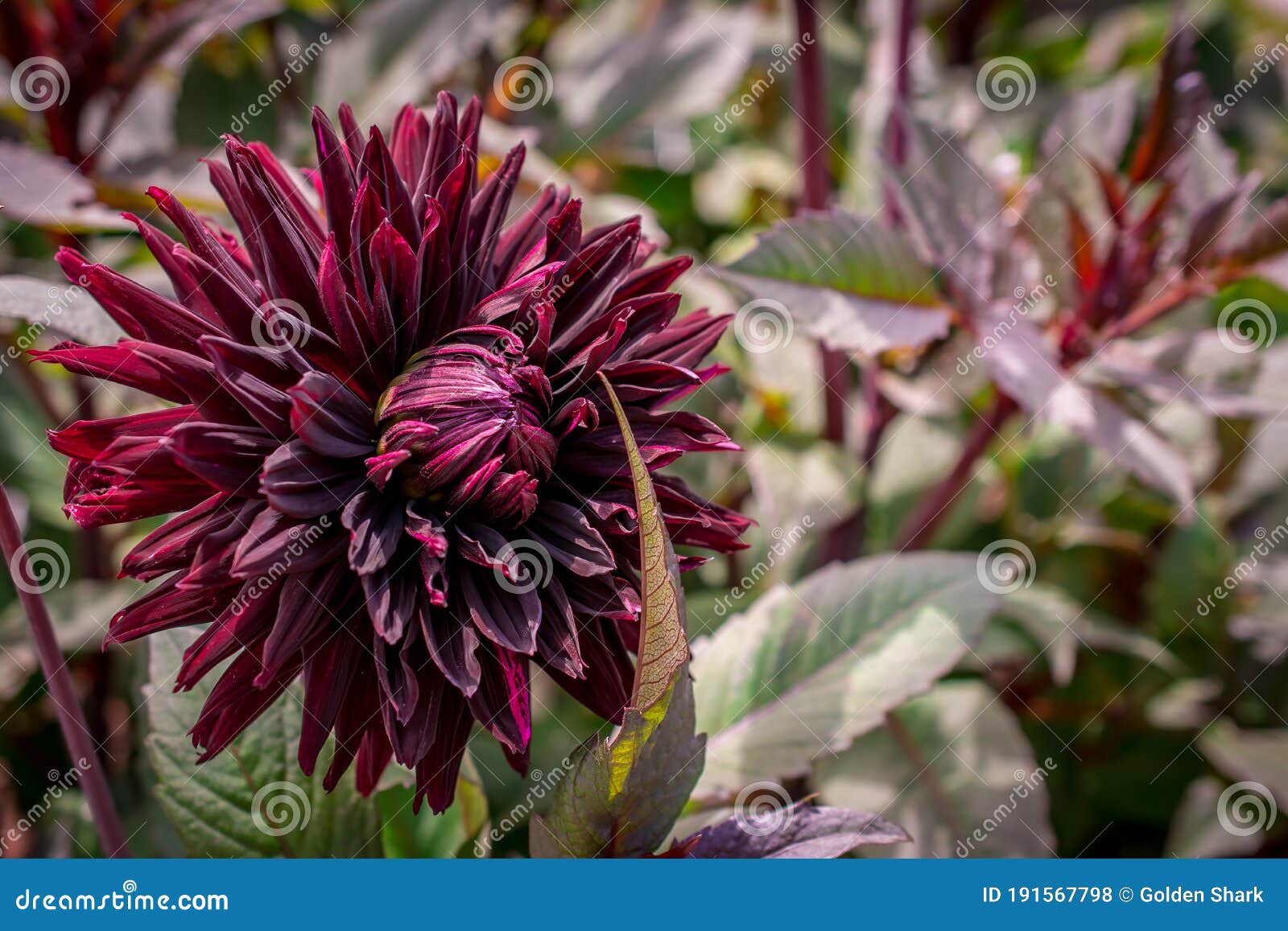 The Close-up of Dahlia Flower and Bud Stock Photo - Image of autumn ...