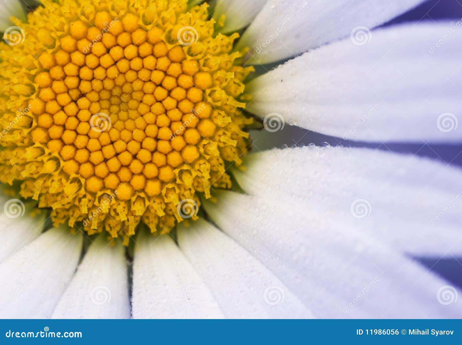 Close up Daisy stock photo. Image of floral, flora, spring - 11986056