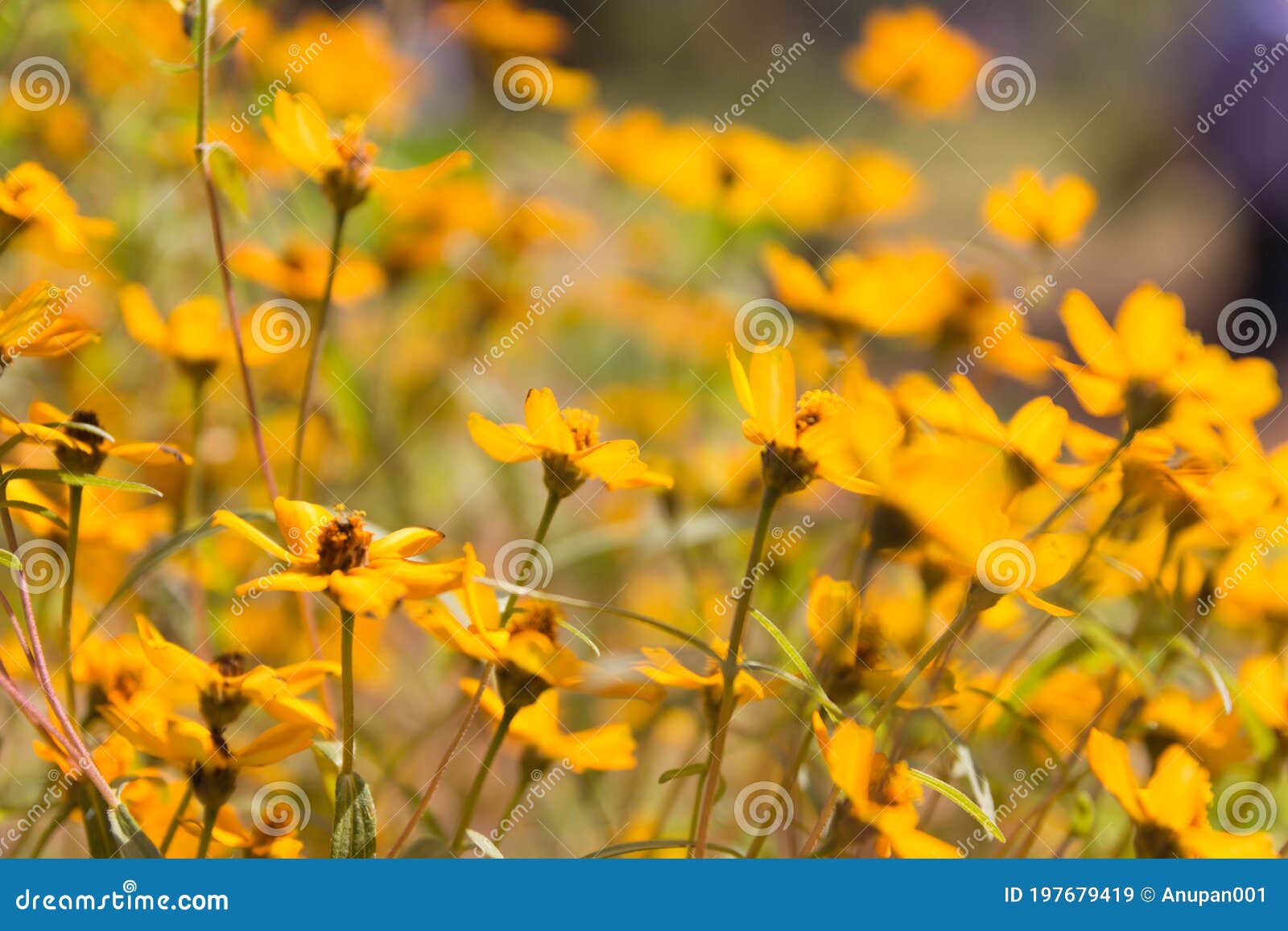 Beautiful daisy blossoms stock image. Image of plant - 197679419