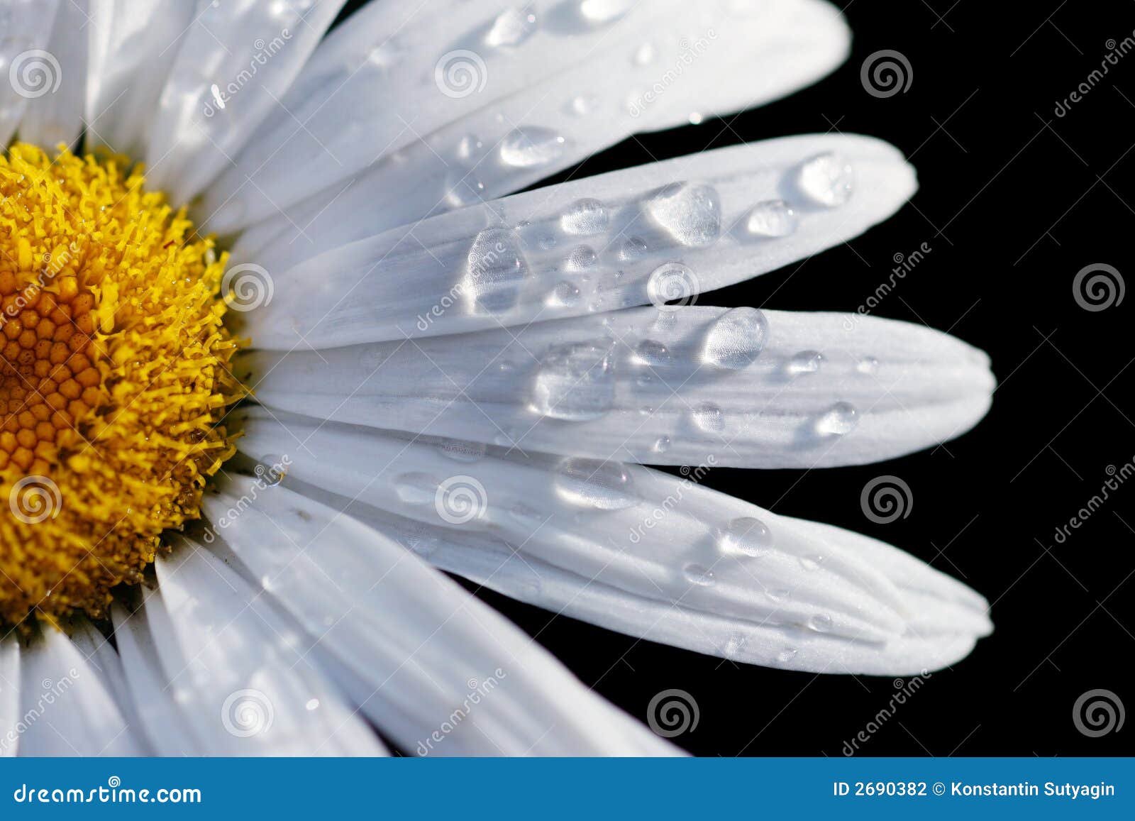 Close-up of a daisy flower stock photo. Image of daisy - 2690382