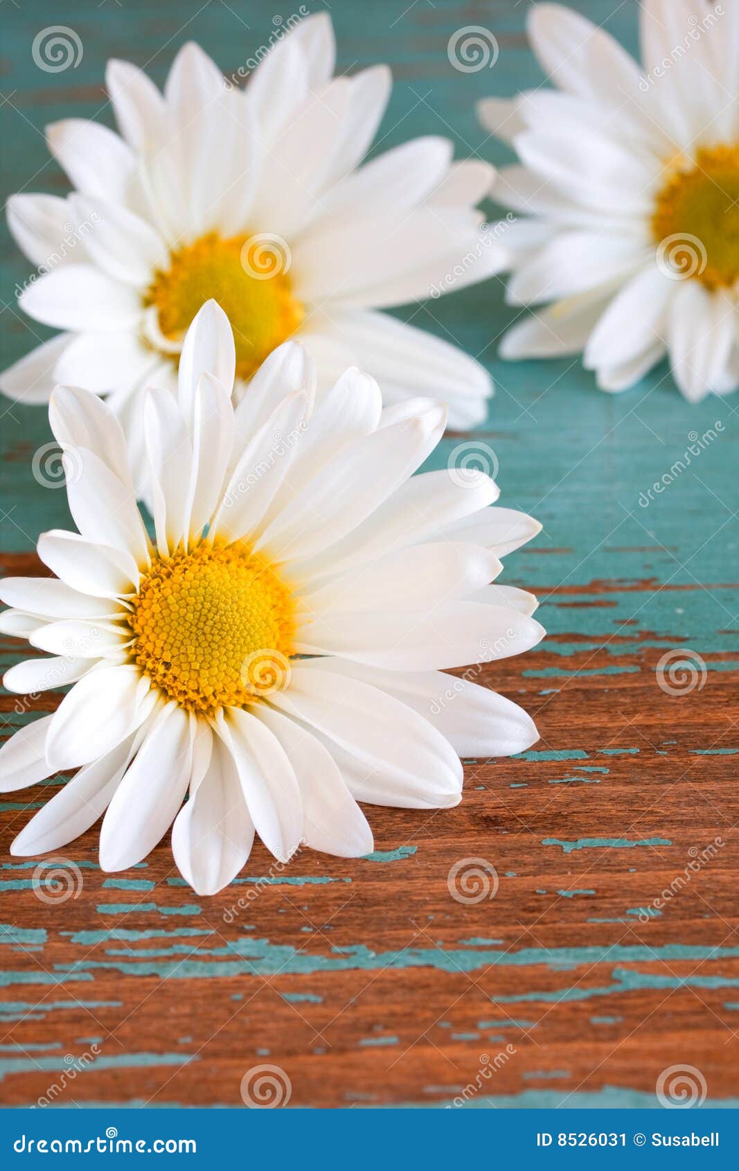 Close up of Daisy Flower stock image. Image of white, floral - 8526031