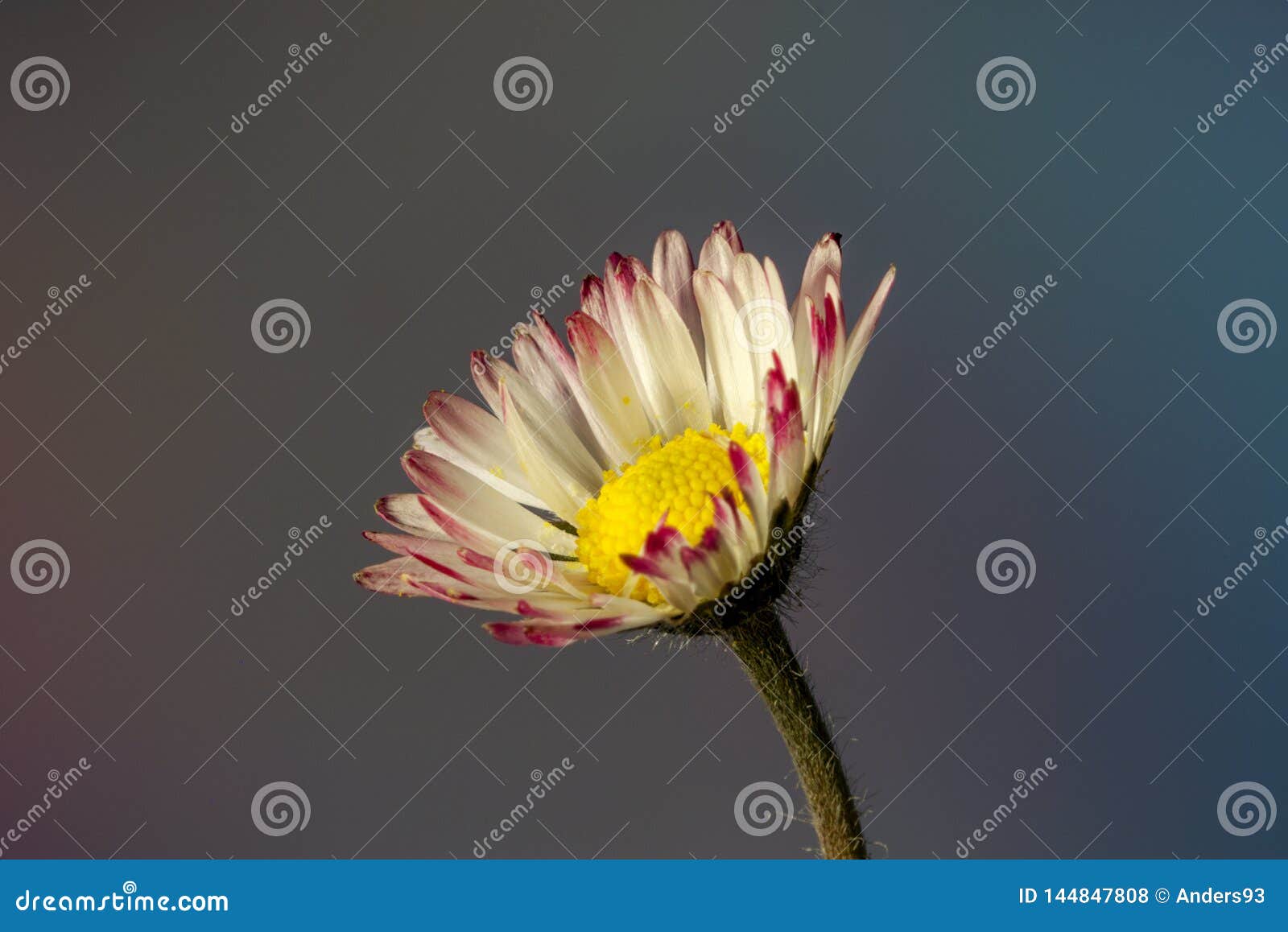 Close up of a daisy flower stock photo. Image of leaf - 144847808