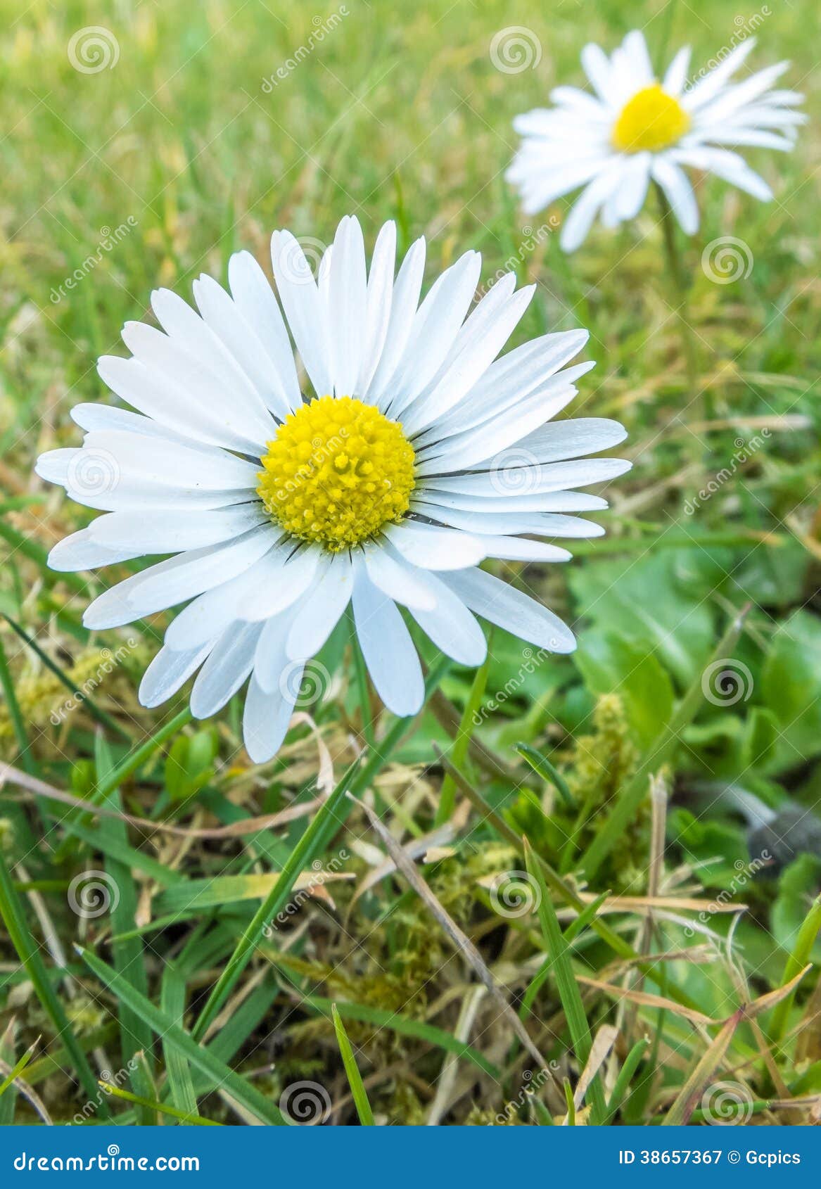 A Close Up of a Daisy Flower Stock Image - Image of petal, leaf: 38657367