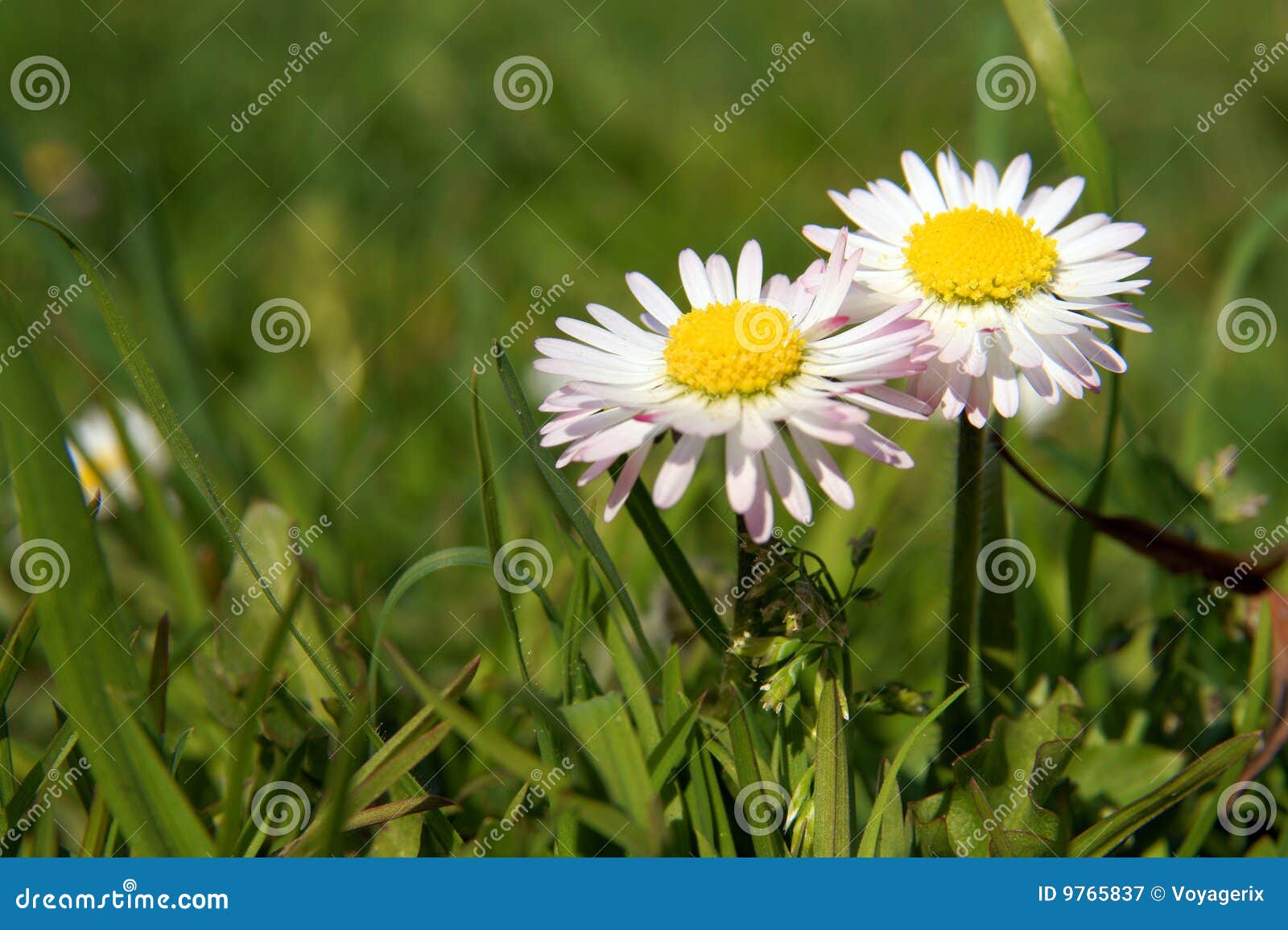 Close-up of Daisy Flower Growing in Grass Stock Image - Image of plant ...