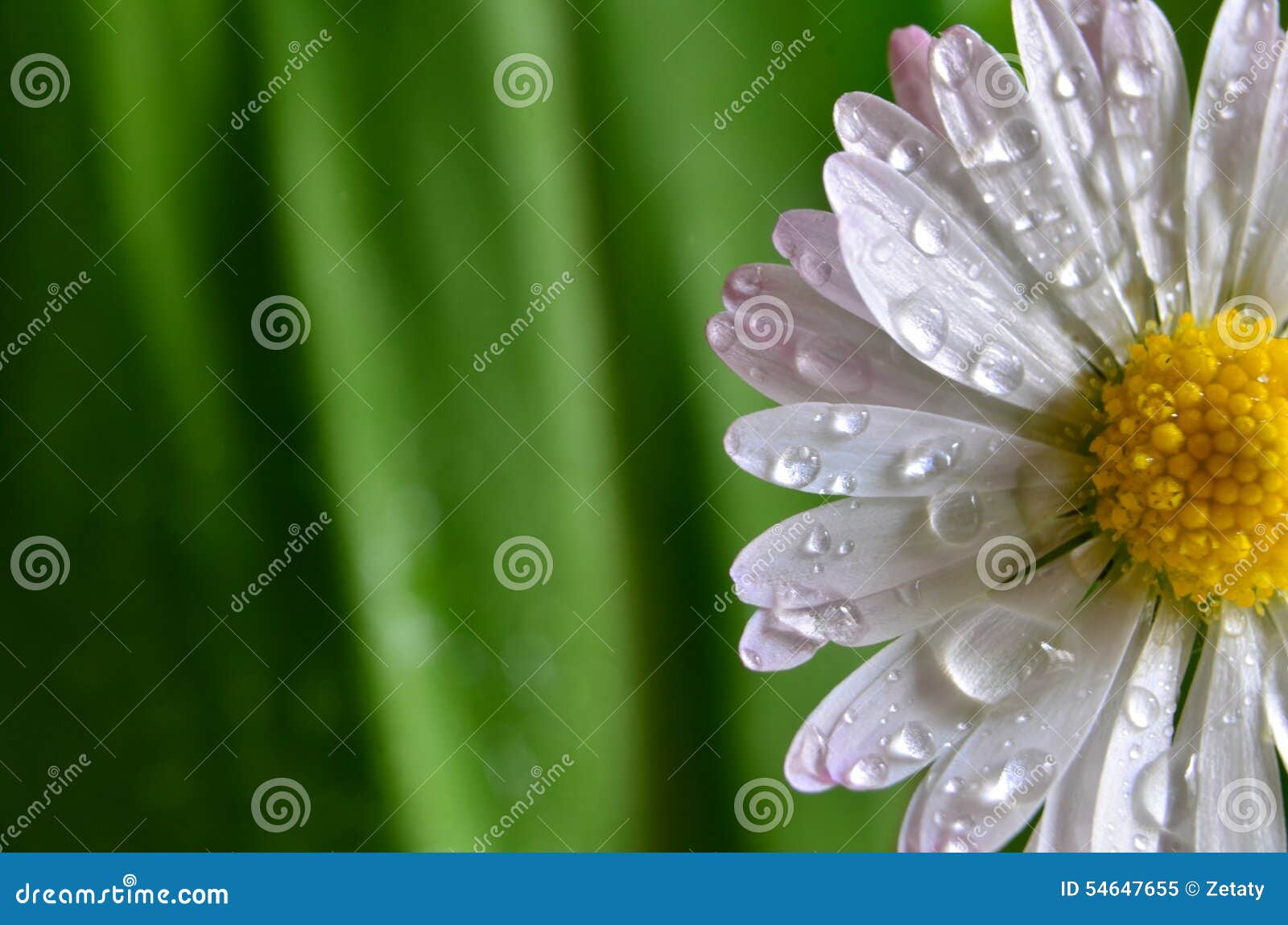 Close-up of a daisy flower stock image. Image of blossom - 54647655