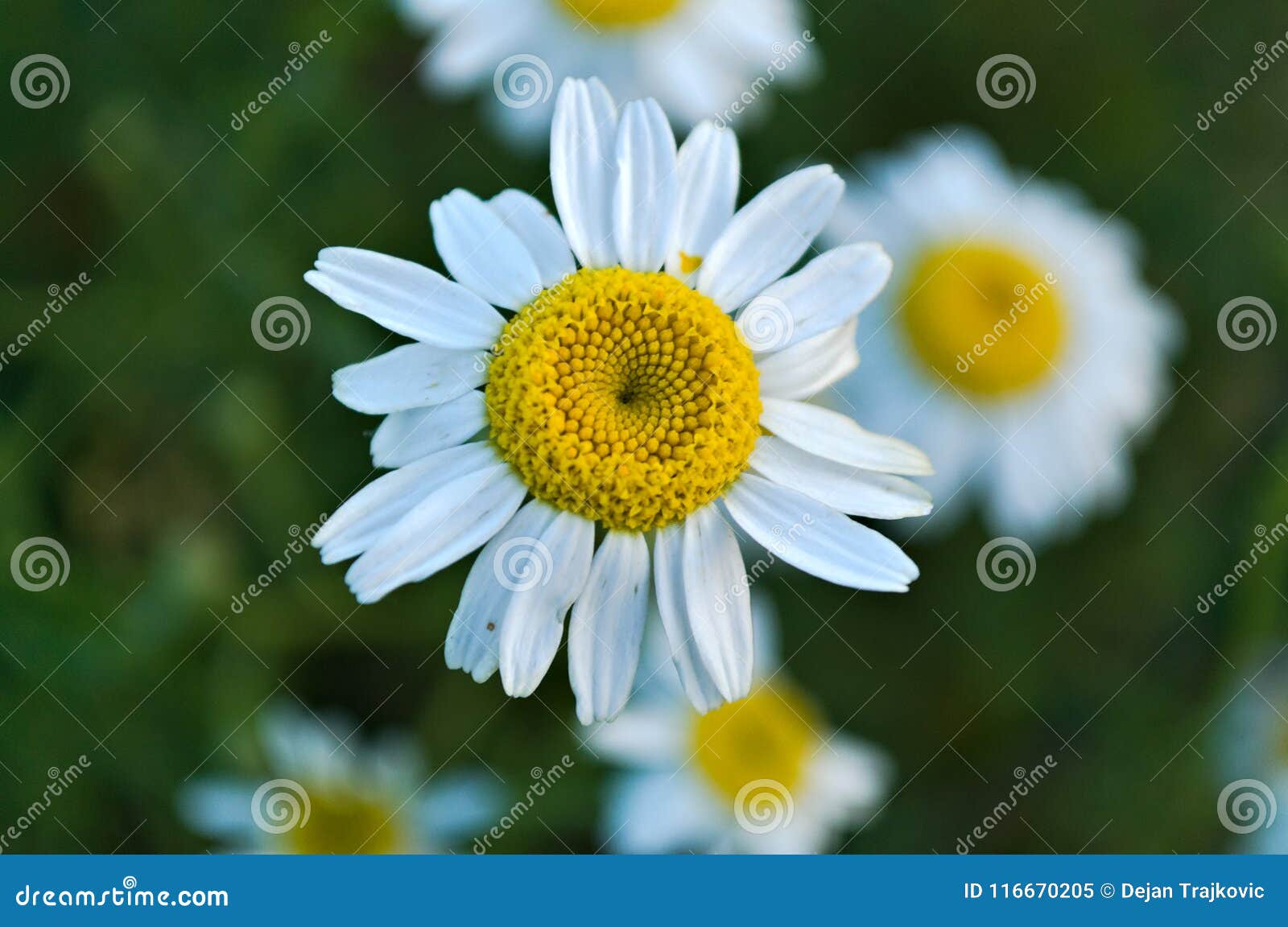 Close up of daisy flower stock image. Image of flower - 116670205