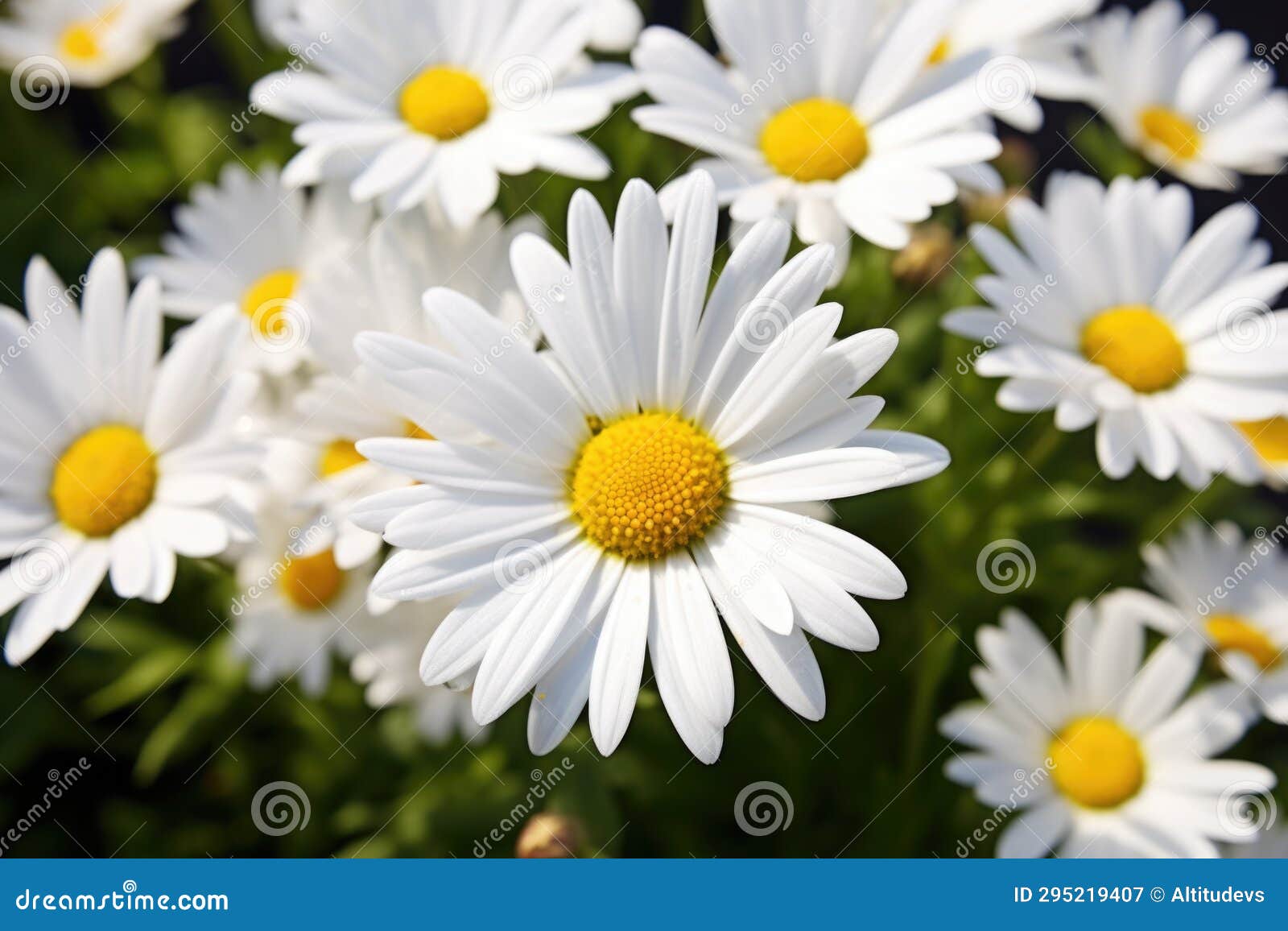 Close-up of Daisy Flowers in Full Bloom Stock Image - Image of ...