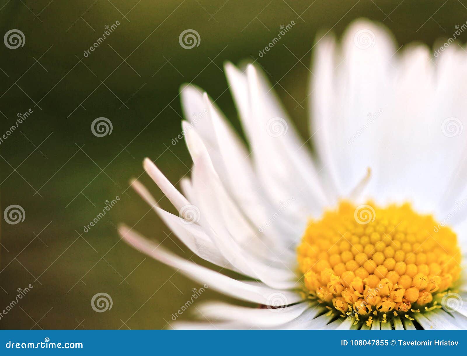 Close up of a daisy stock image. Image of green, flower - 108047855