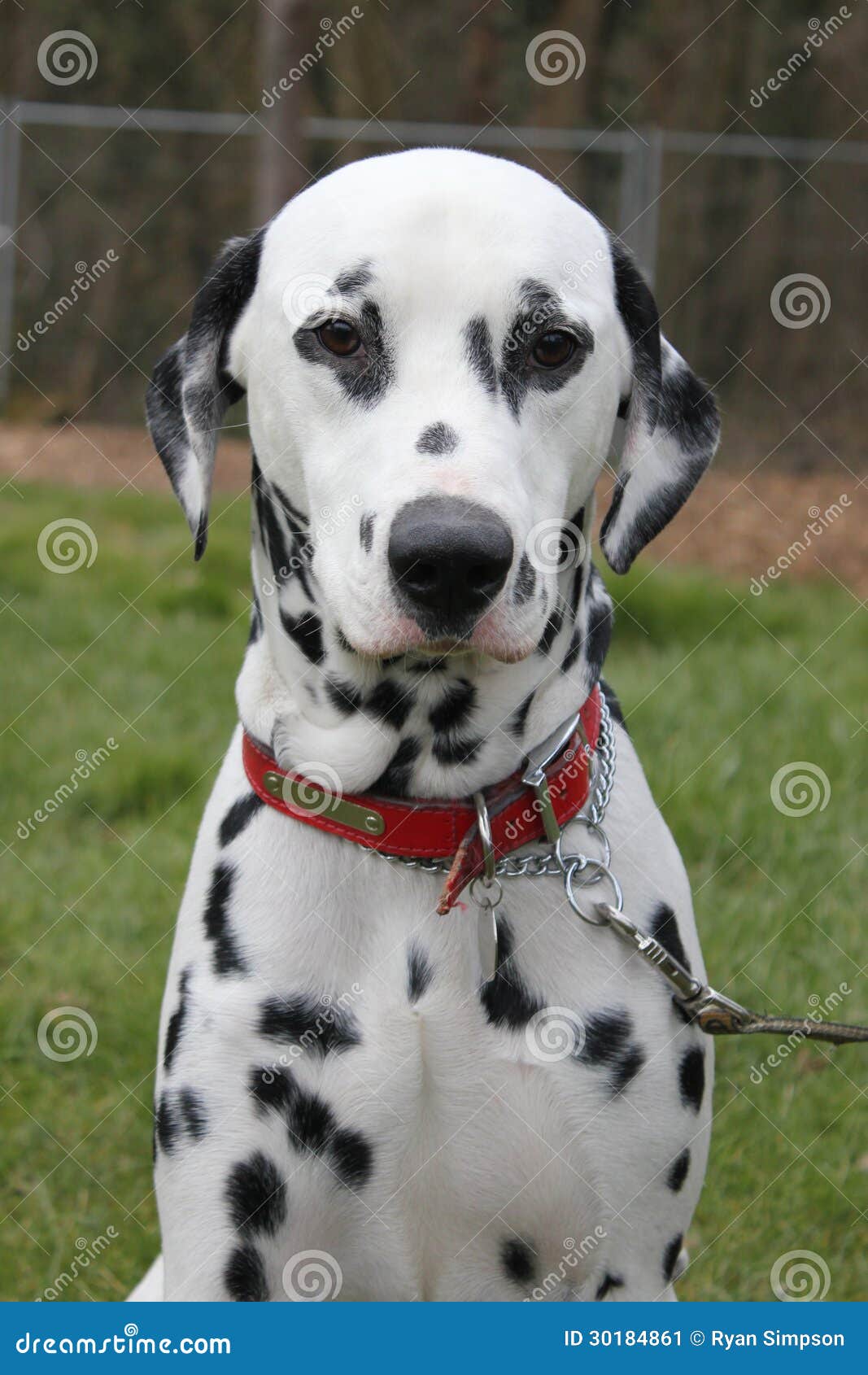 Dalmatian dog portrait stock image. Image of hunt, care - 30184861