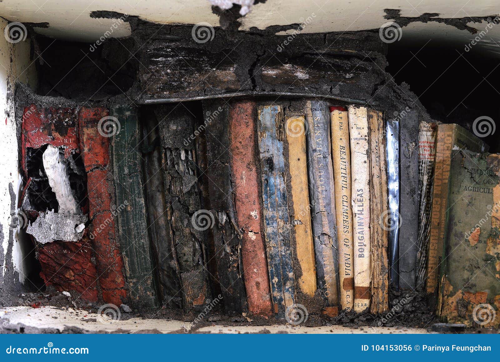 Closeup Damaged Book Eaten by Termite Editorial Photo - Image of paper ...