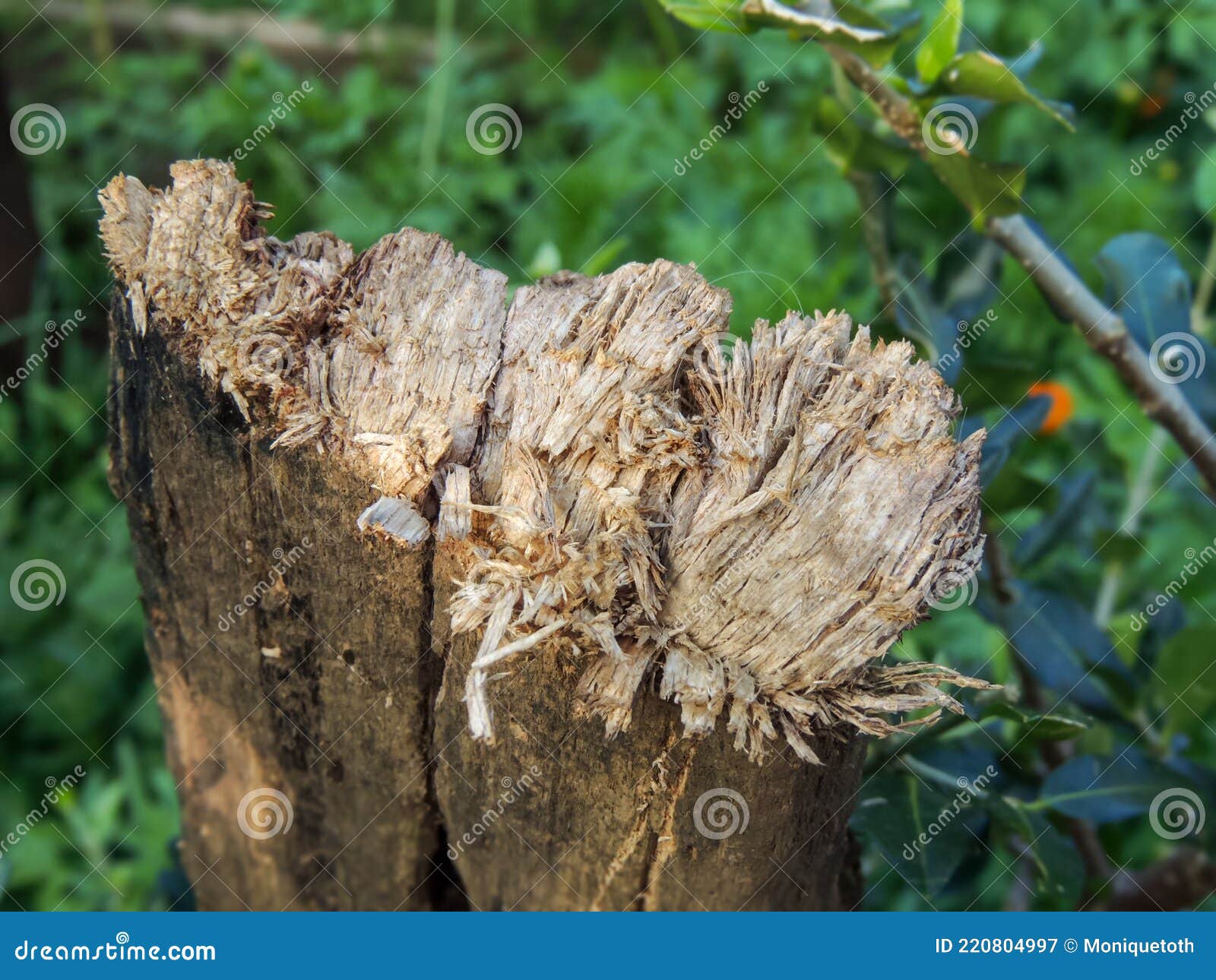 Close-up of a Damaged Tree Broken Branch. Selective Focus Stock Image ...