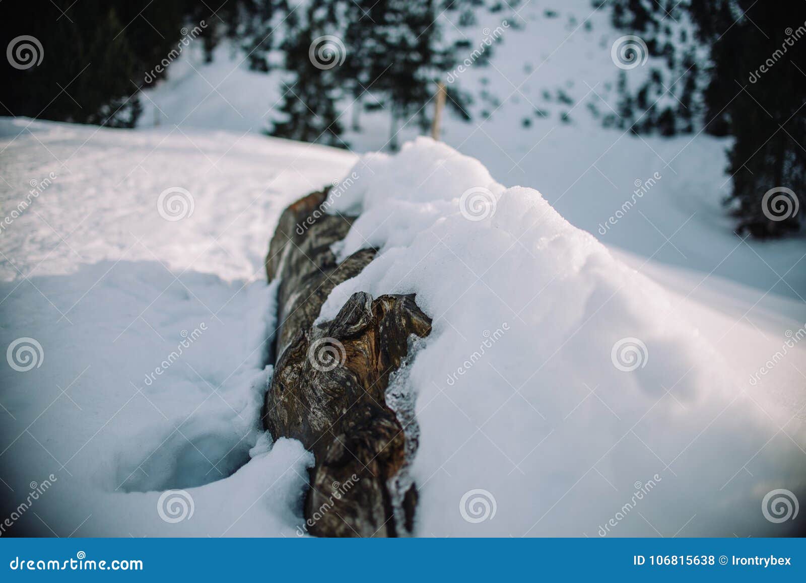 Close Up on Damaged Tree in the Snow Stock Photo - Image of damaged ...