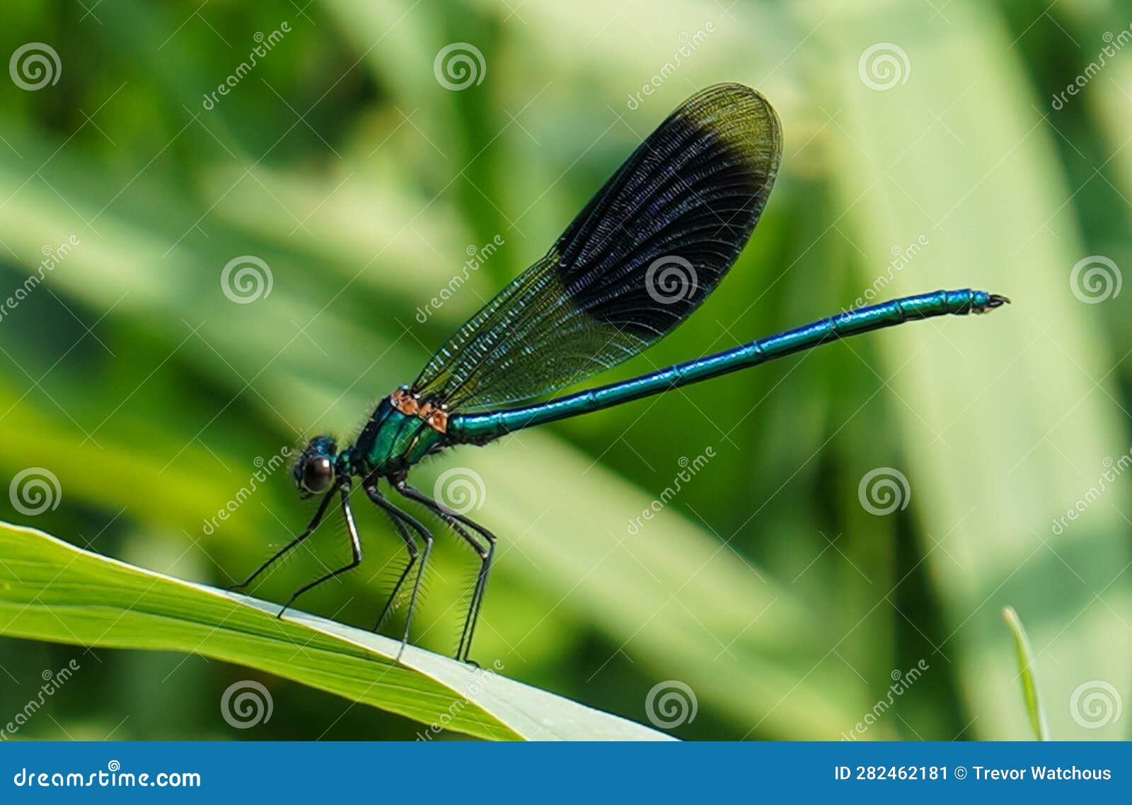 Close Up of Damselfly on River Reed Stock Image - Image of insect ...
