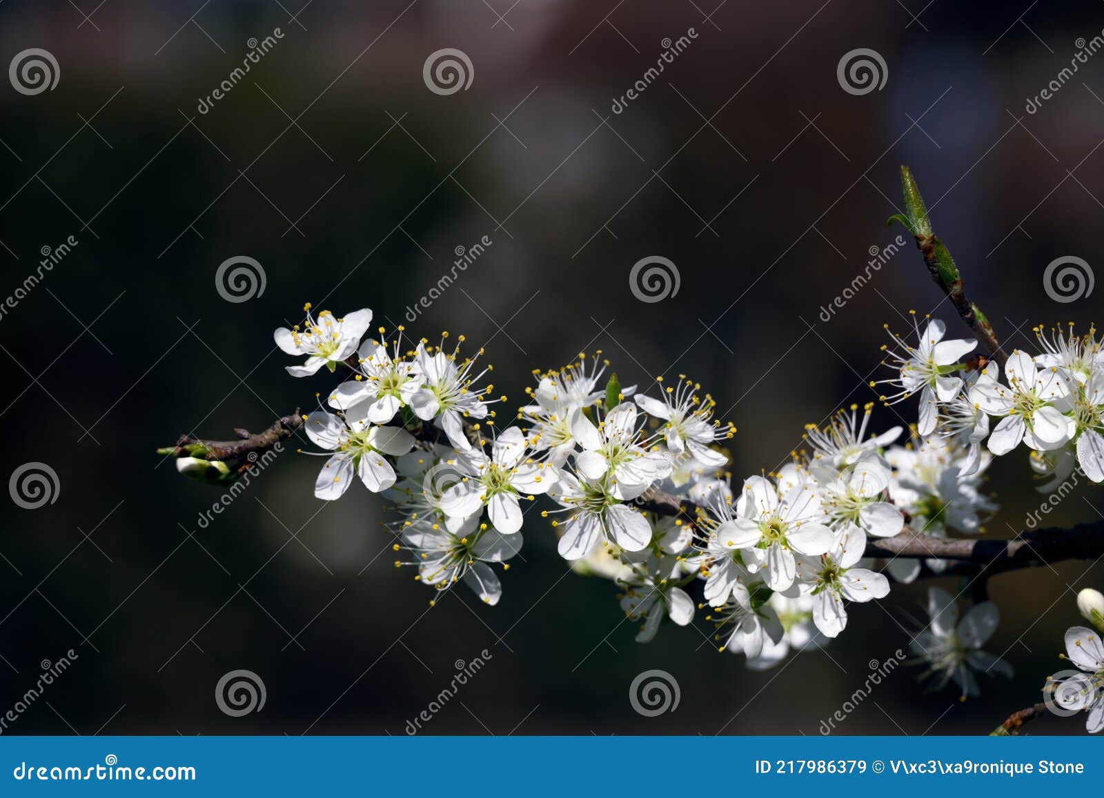 Damson blossoms in spring stock image. Image of botany - 217986379