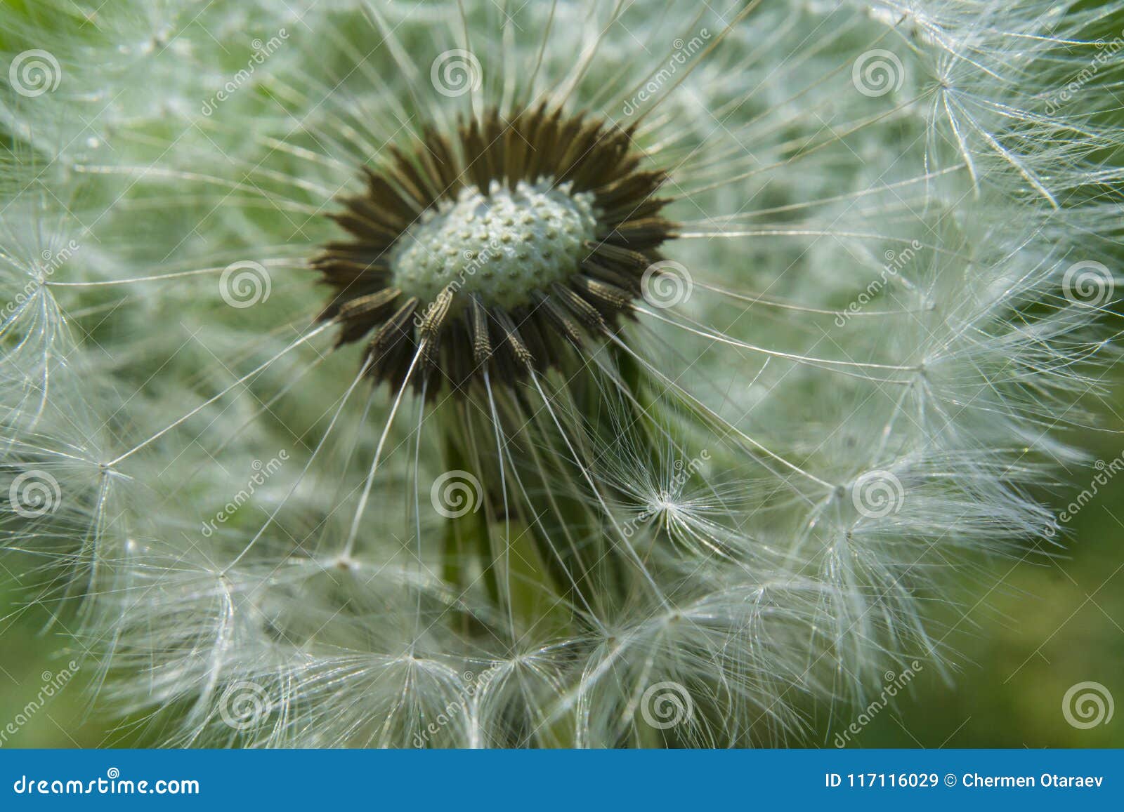 Close Up Dandelion Flower in Blue Bright Turquoise. Background ...