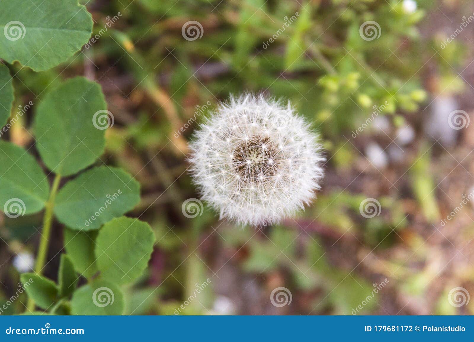 Close-up of a Dandelion in the Forest Stock Photo - Image of growth ...