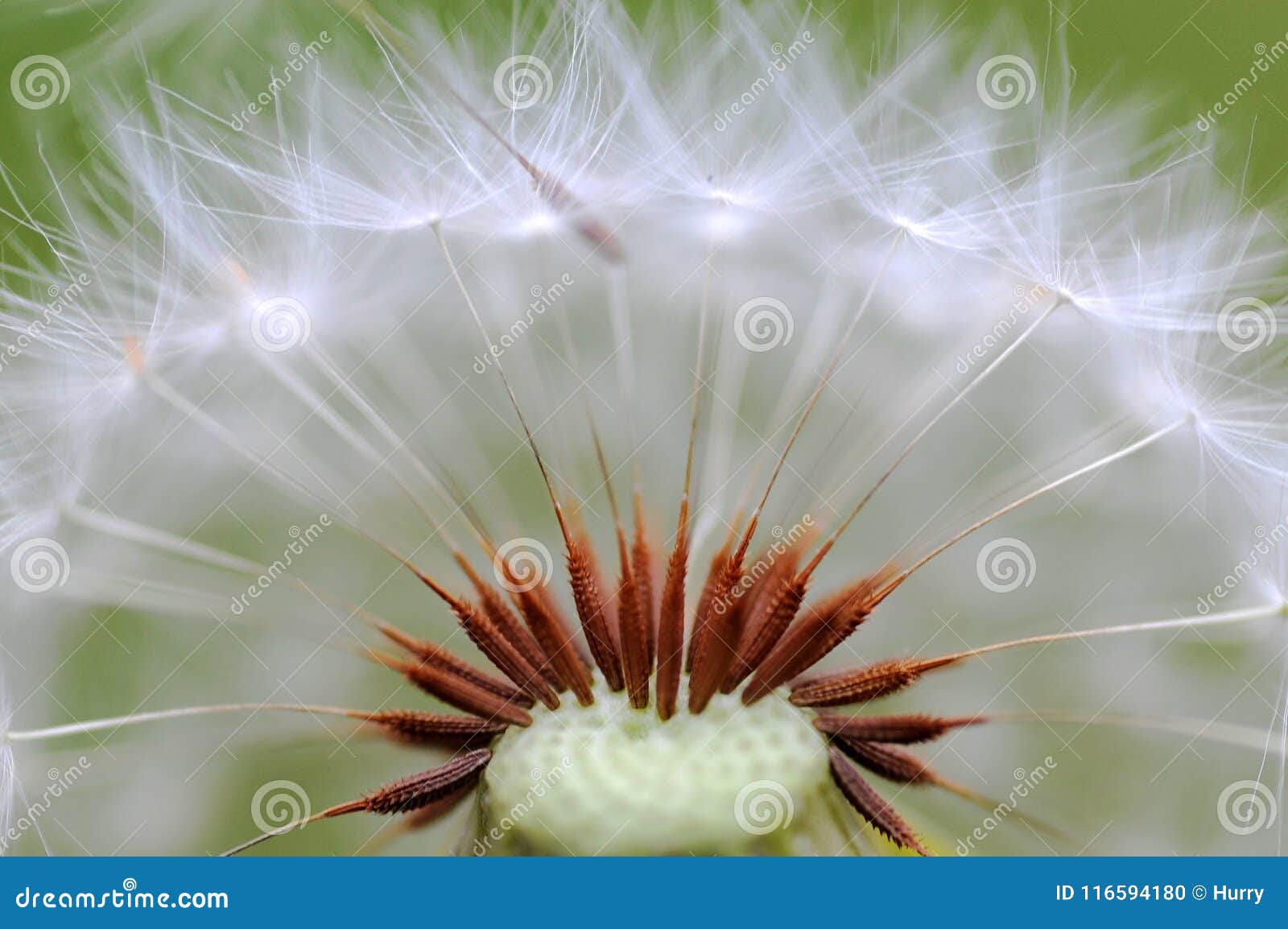 Dandelion, macro stock photo. Image of flower, imagery - 116594180