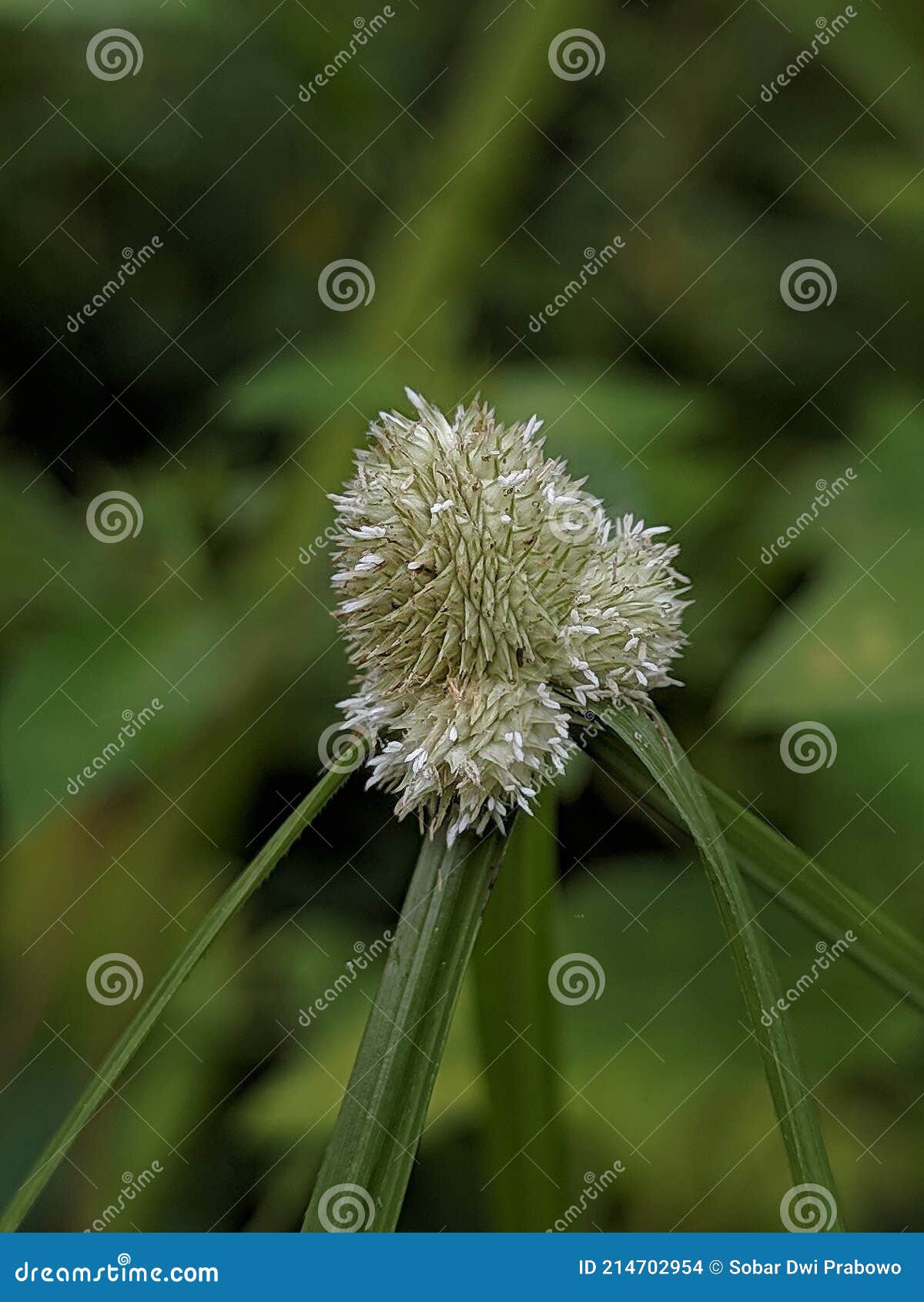 Jukut Pendul Grass (Kyllinga Brevifolia) Green In The Morning Royalty ...