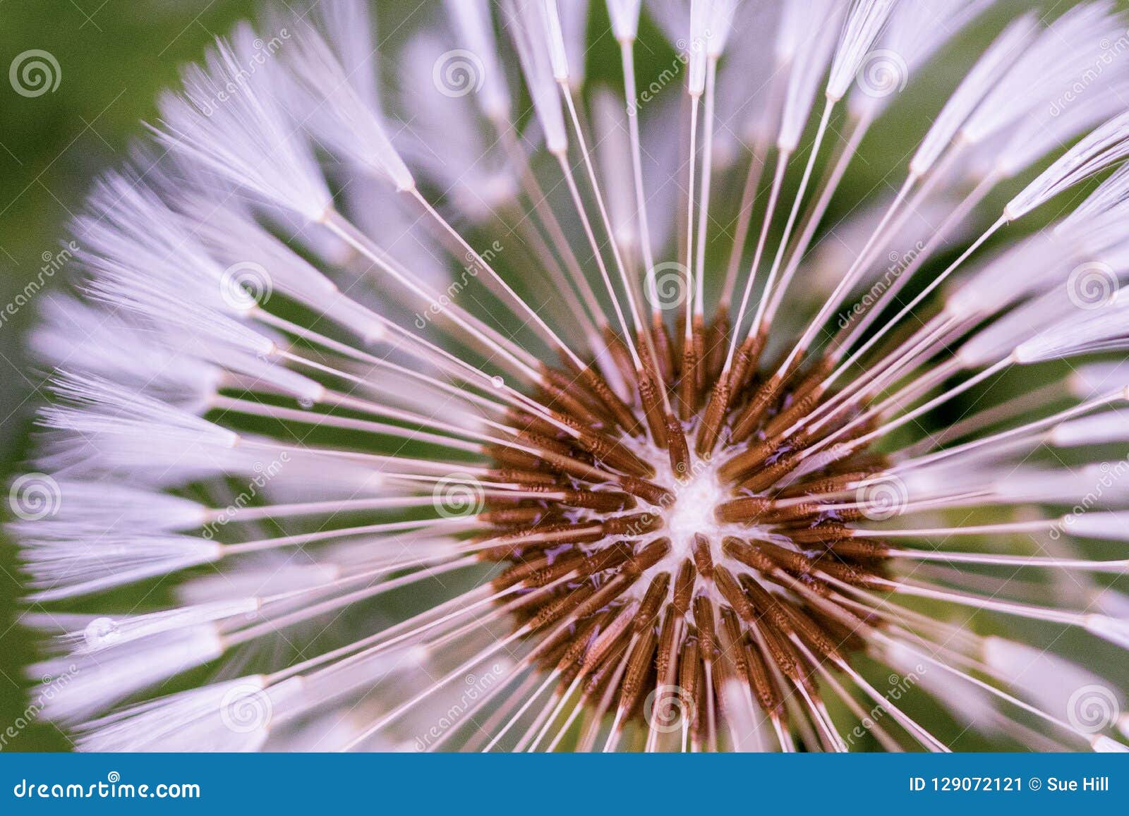 Close Up of Dandelion Seed Puffs with a Blurred Background Stock Image ...