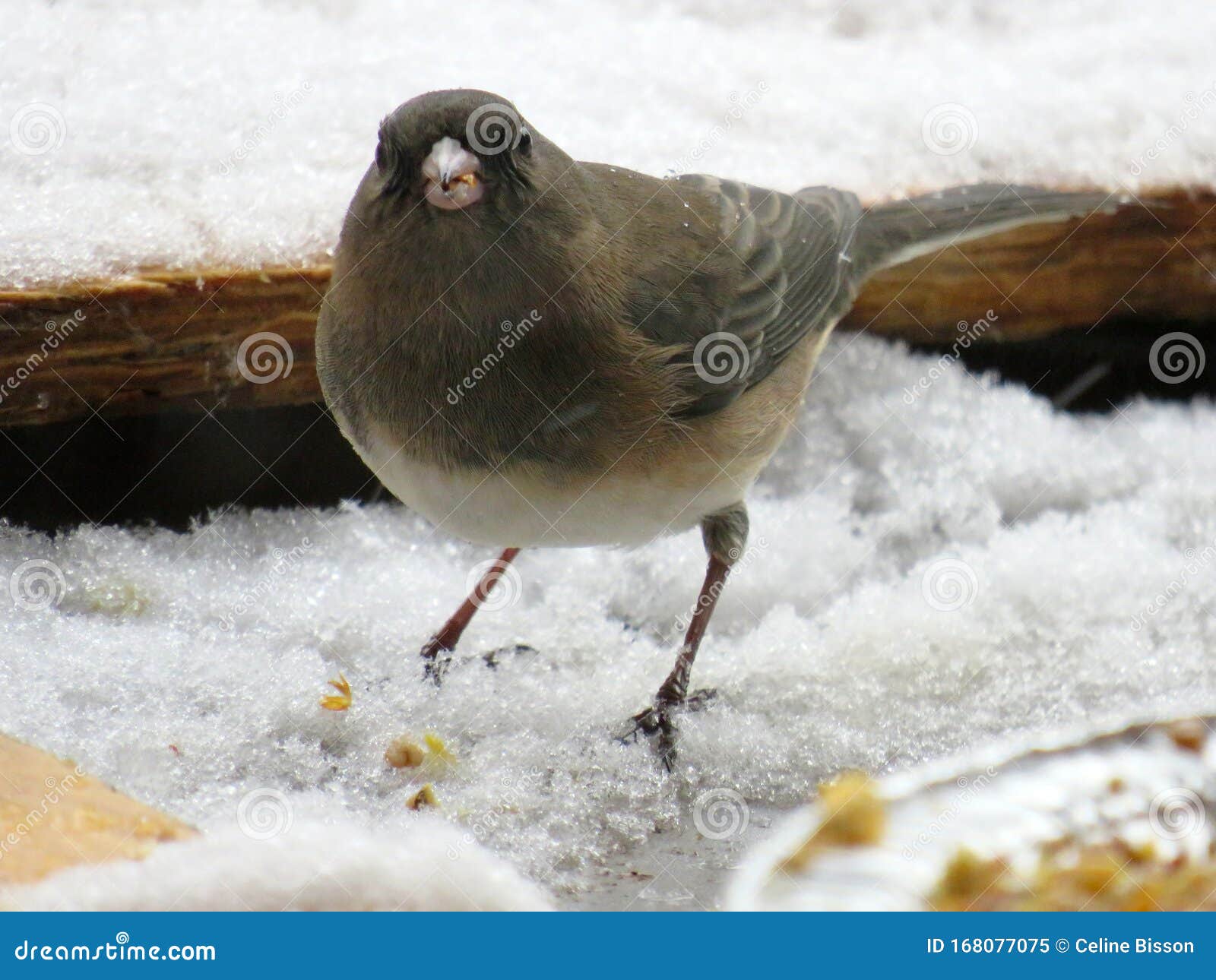 Close-up of a Dark Eyed Junco in Winter, Stock Image - Image of nature ...